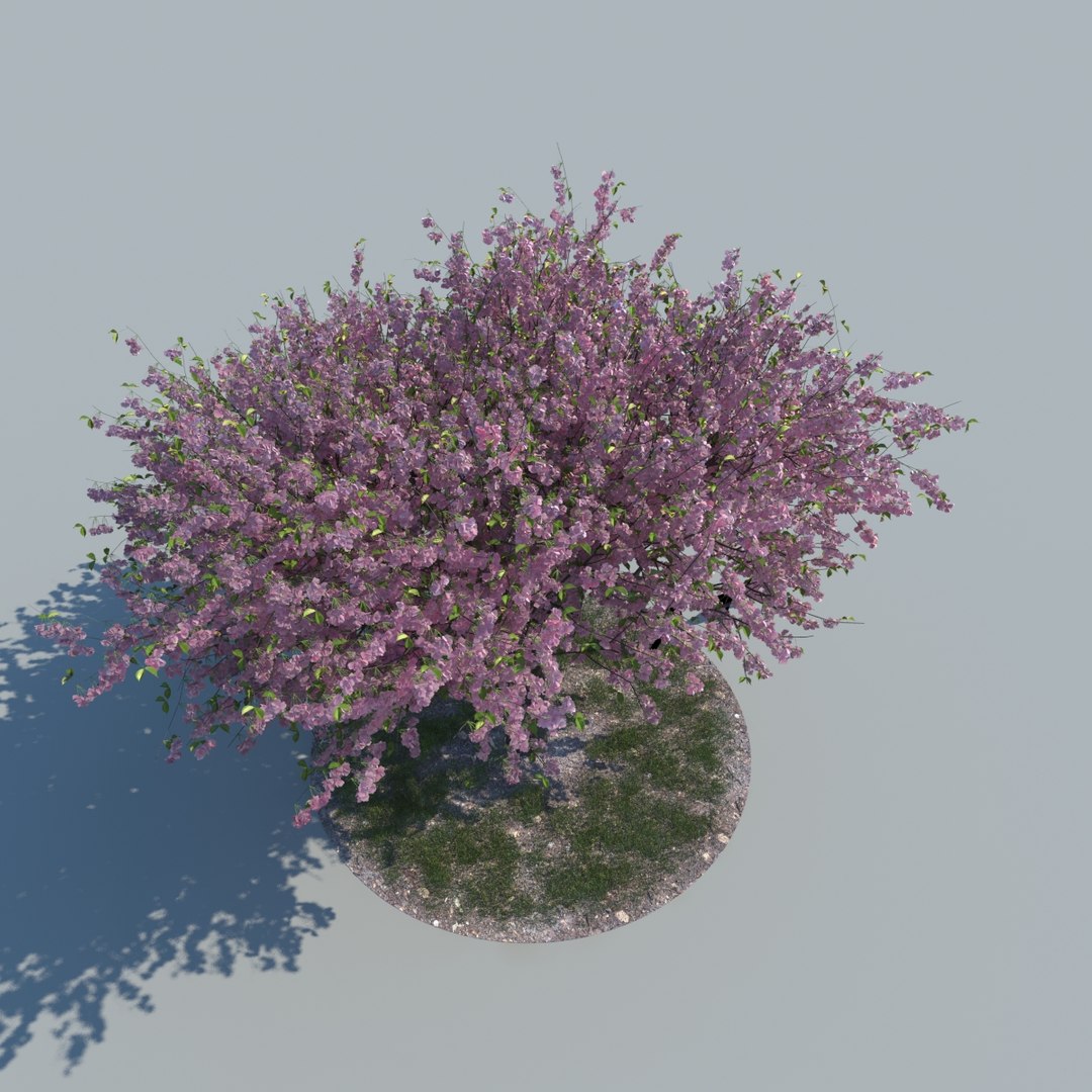 3d Max Realistic Cherry Tree