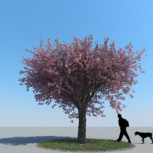 Cherry Tree 3D Models for Download | TurboSquid