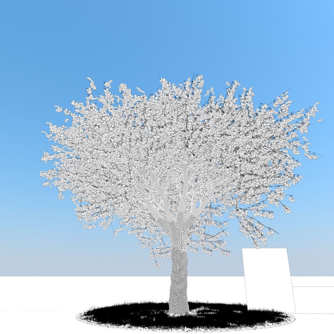 3d Max Realistic Cherry Tree