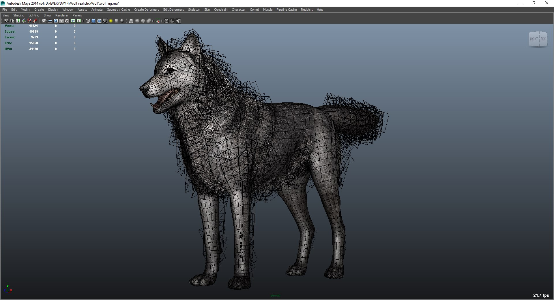 Free 3D Grey Wolf Rig - TurboSquid 1390070