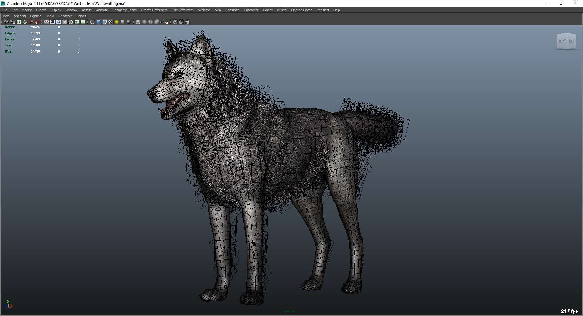 modelo 3d Lobo Realista Maya Rig gratis - TurboSquid 1390070