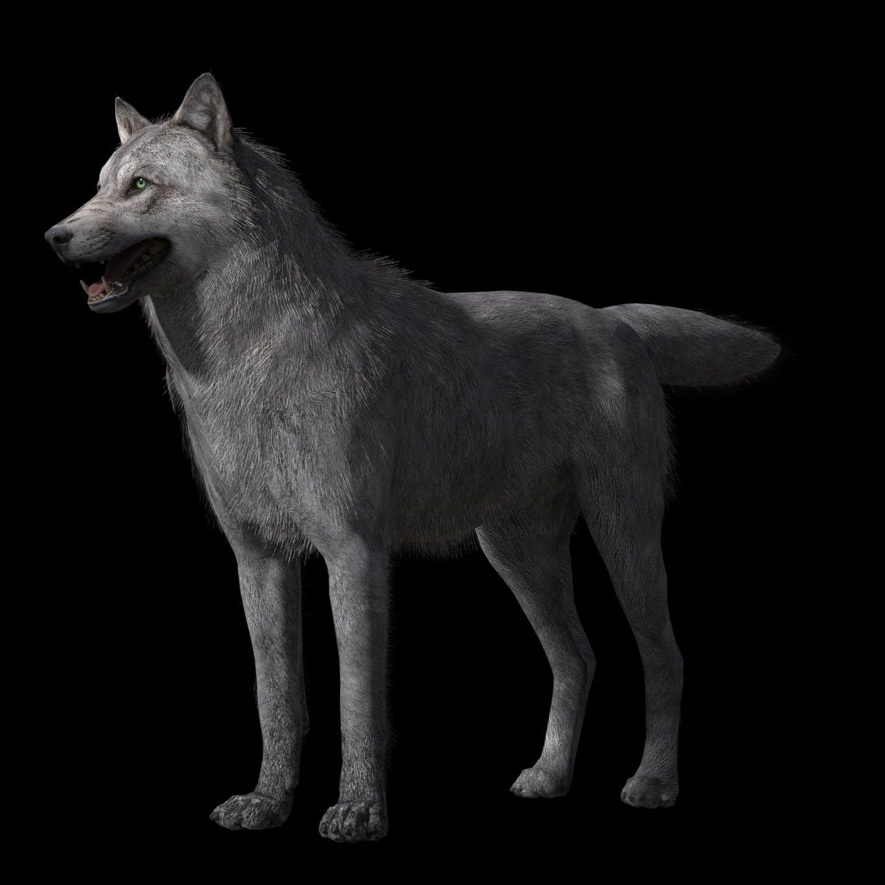 modelo 3d Lobo Realista Maya Rig gratis - TurboSquid 1390070