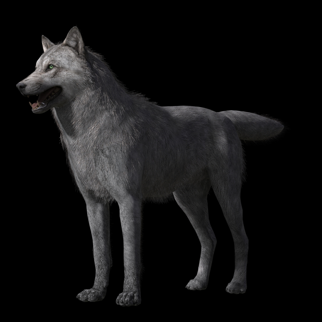 modelo 3d Lobo Realista Maya Rig gratis - TurboSquid 1390070