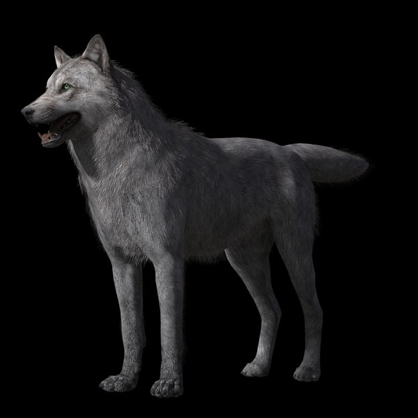 modelo 3d Lobo Realista Maya Rig gratis - TurboSquid 1390070