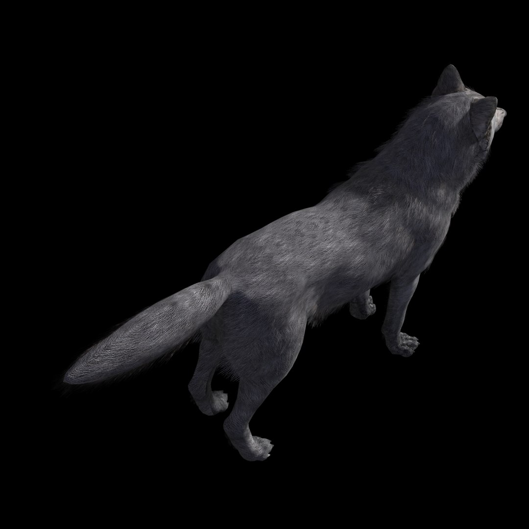 Free 3D Grey Wolf Rig - TurboSquid 1390070