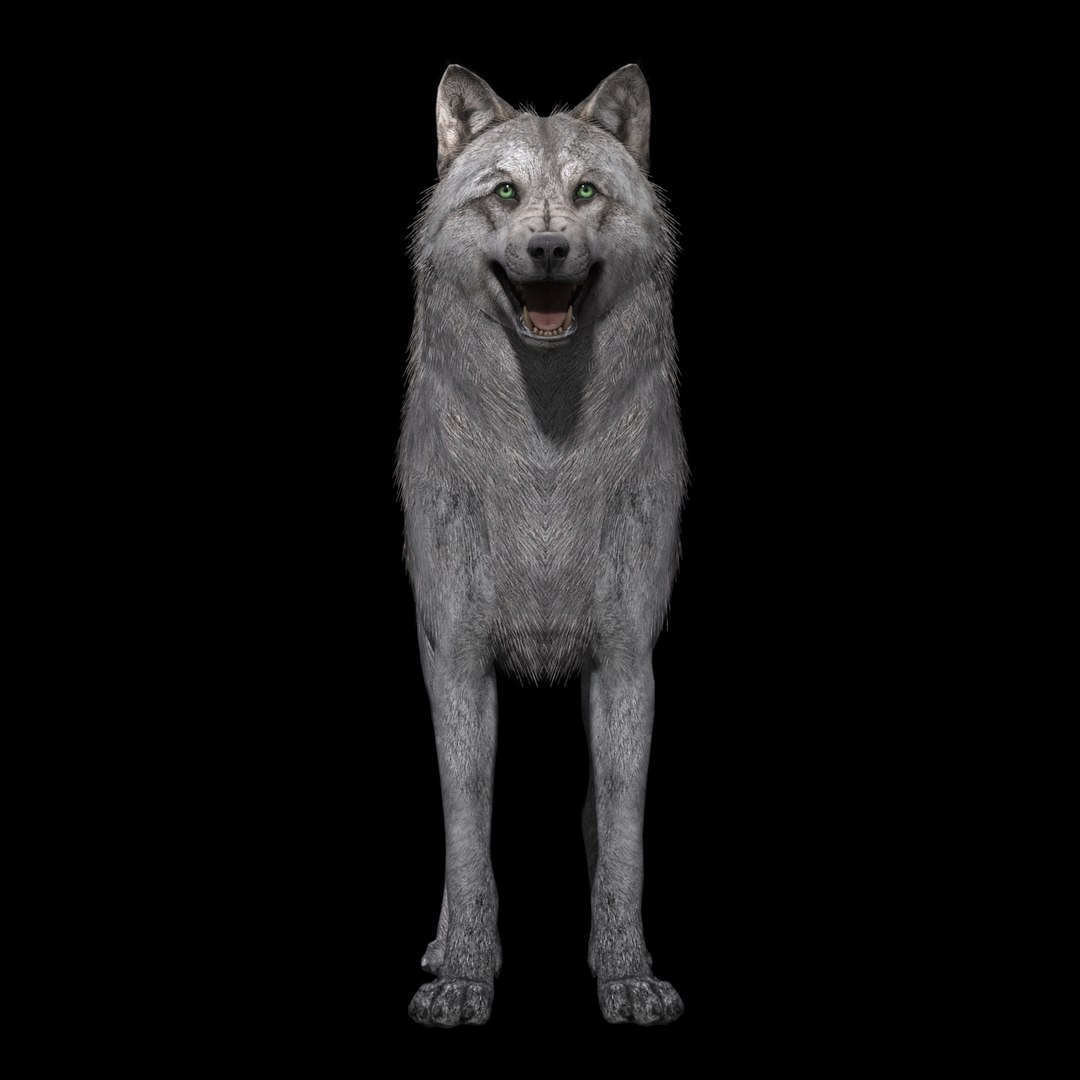 Free 3D Grey Wolf Rig - TurboSquid 1390070