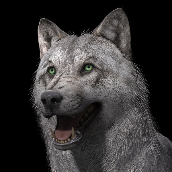 modelo 3d Lobo Realista Maya Rig gratis - TurboSquid 1390070