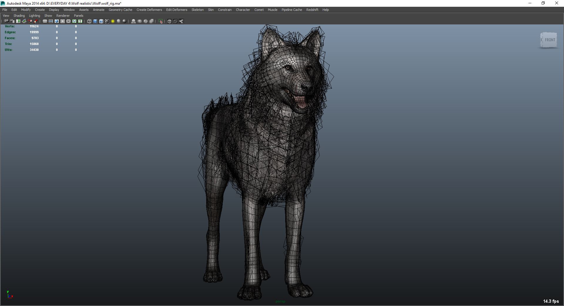 modelo 3d Lobo Realista Maya Rig gratis - TurboSquid 1390070