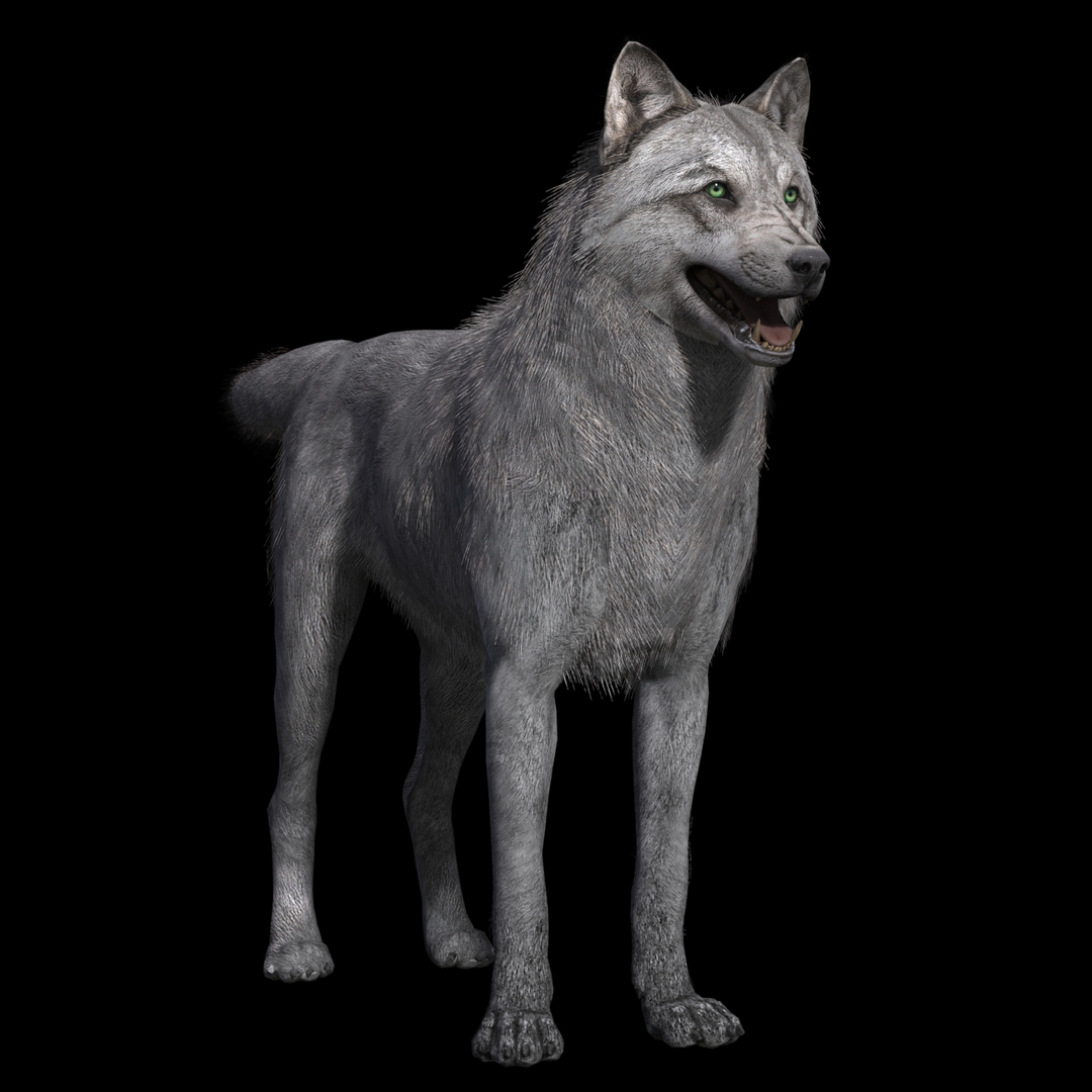 modelo 3d Lobo Realista Maya Rig gratis - TurboSquid 1390070