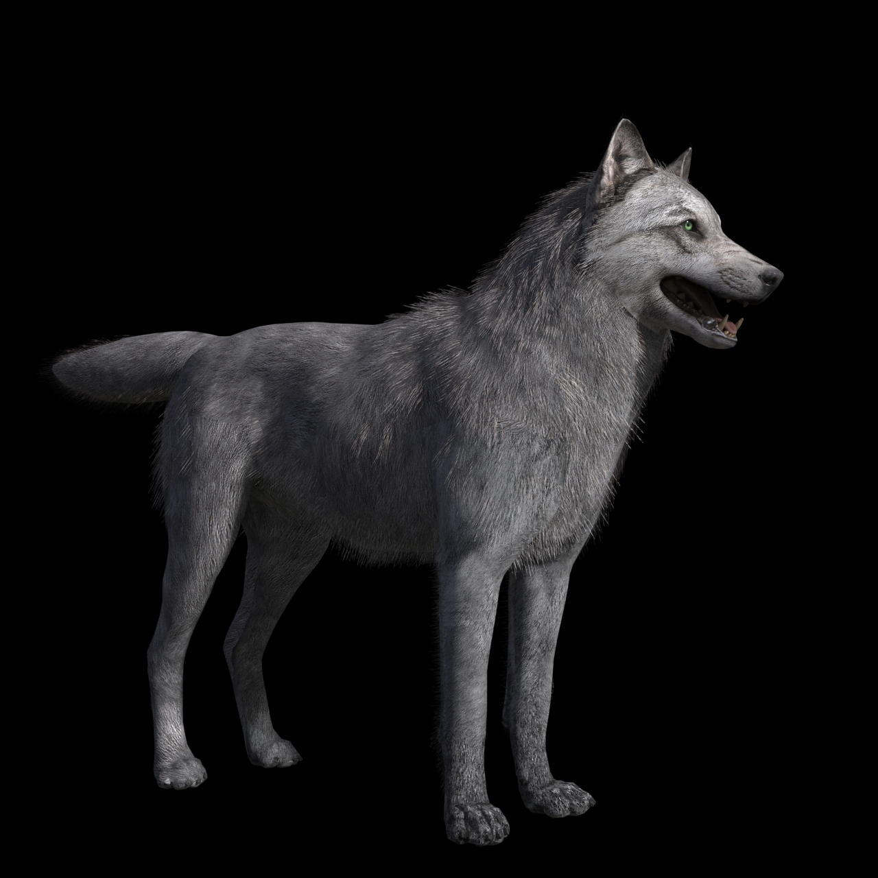 modelo 3d Lobo Realista Maya Rig gratis - TurboSquid 1390070