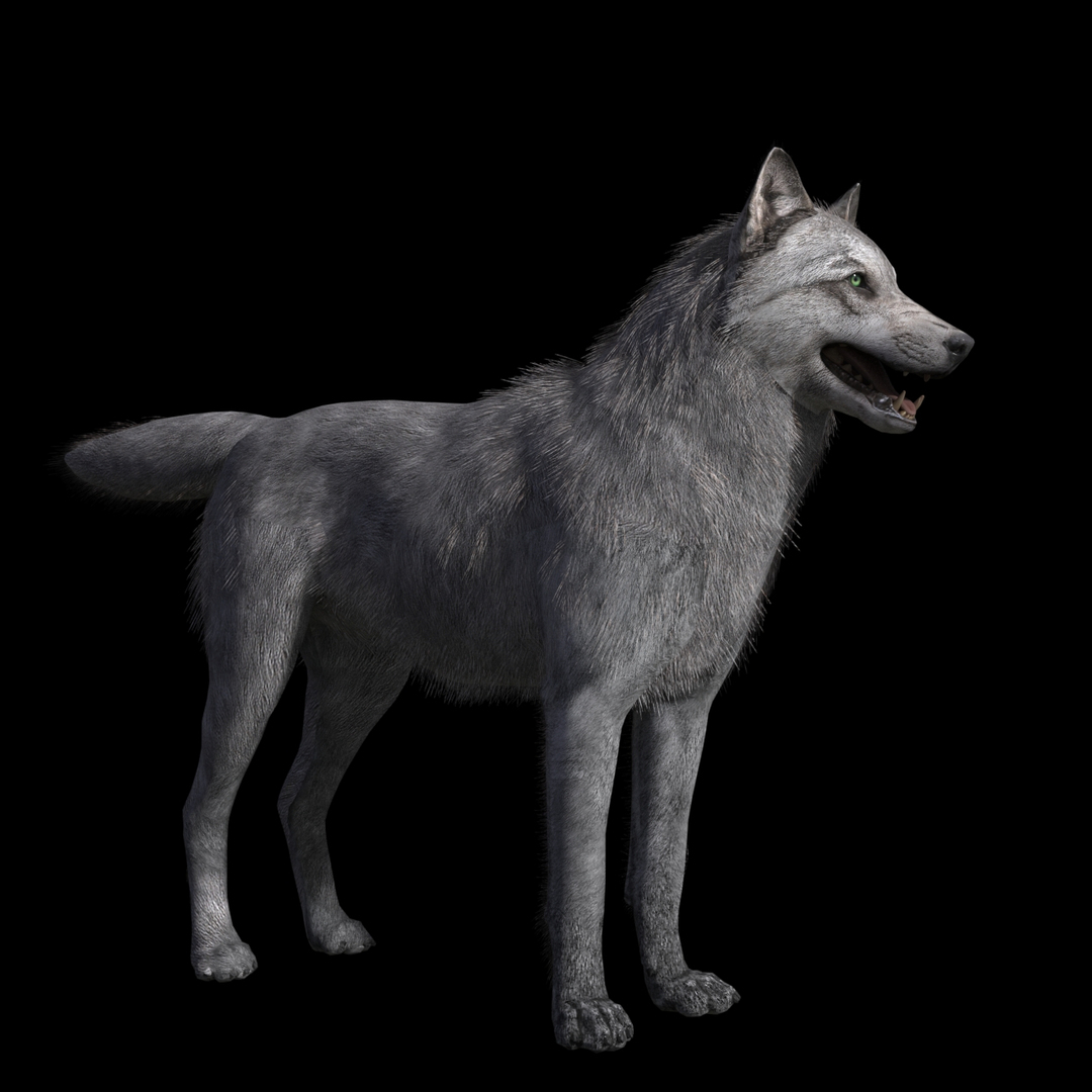 modelo 3d Lobo Realista Maya Rig gratis - TurboSquid 1390070