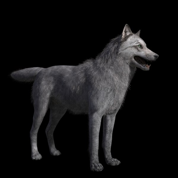 modelo 3d Lobo Realista Maya Rig gratis - TurboSquid 1390070