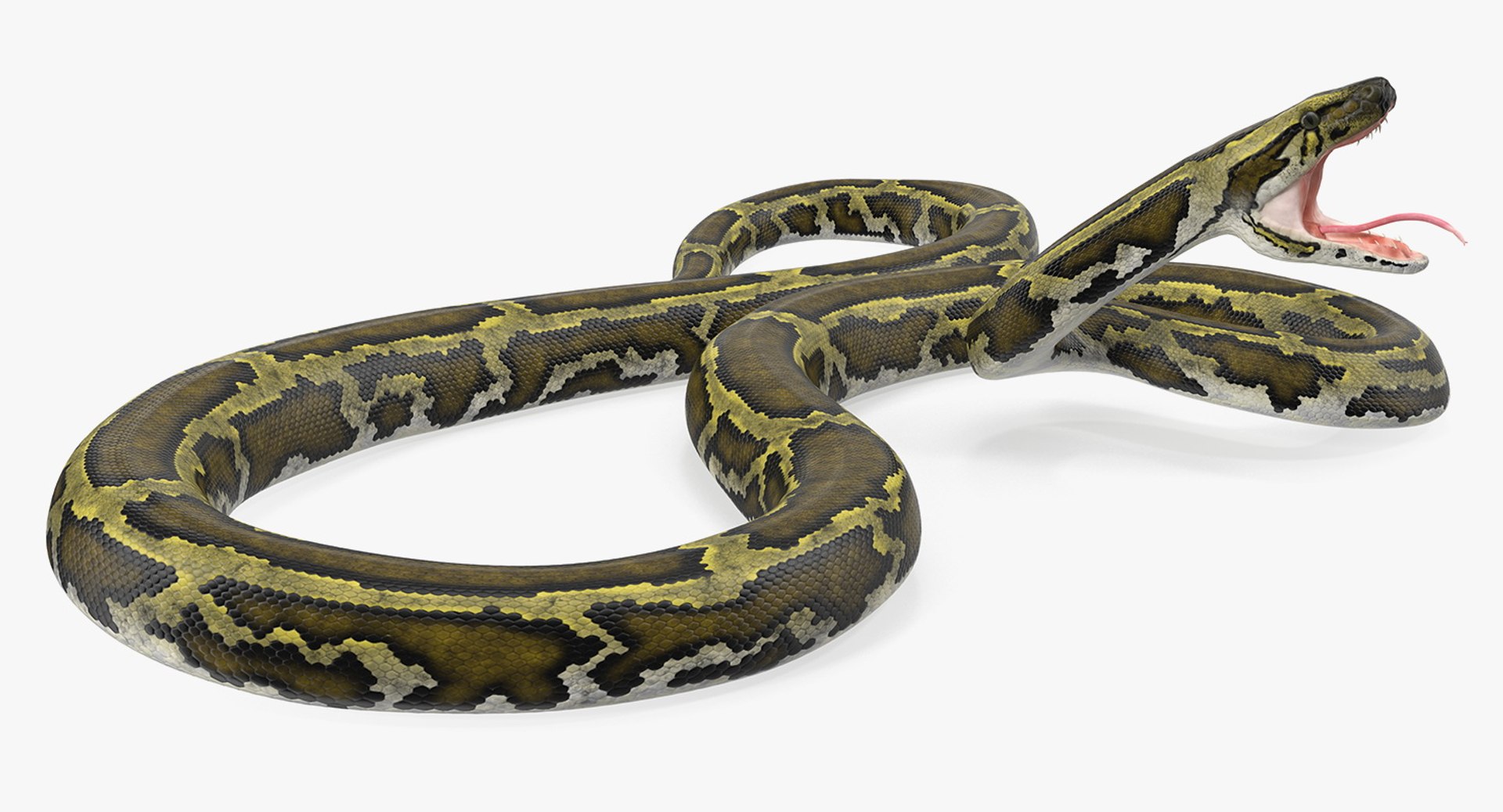 Green Python Snake Attack 3D Model - TurboSquid 1410562