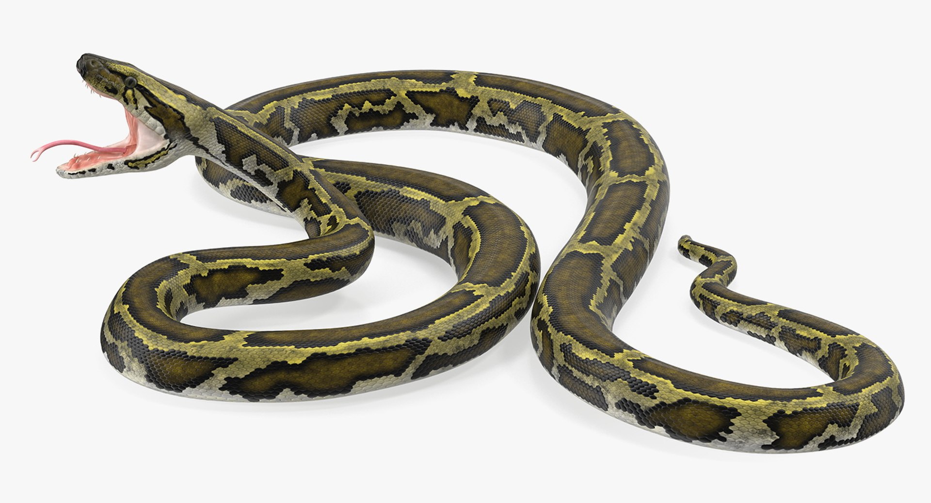 Green Python Snake Attack 3D Model - TurboSquid 1410562