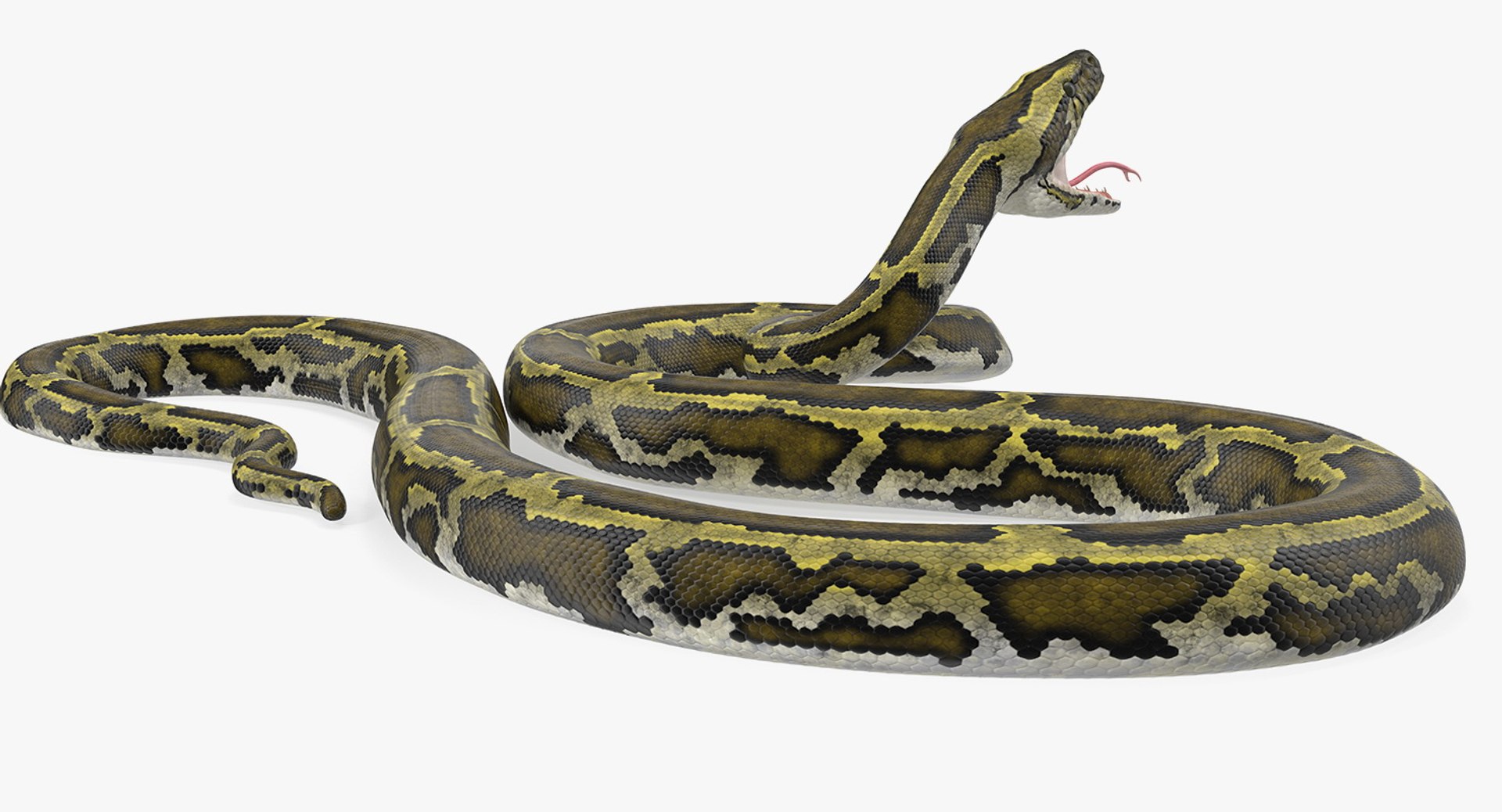 Green Python Snake Attack 3D Model - TurboSquid 1410562