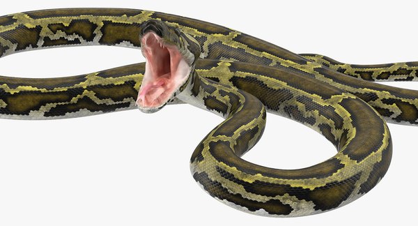 Green python snake attack 3D model - TurboSquid 1410562