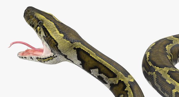 Green python snake attack 3D model - TurboSquid 1410562