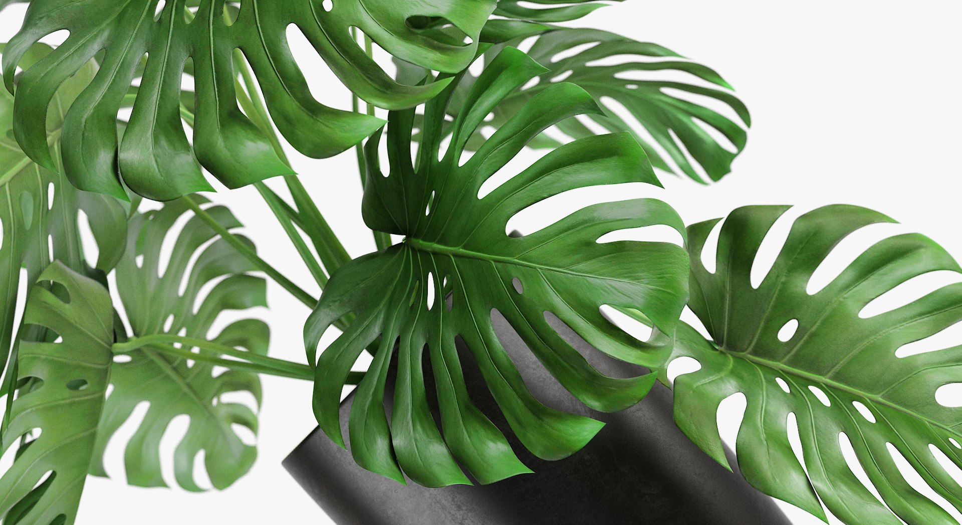 Monstera 3D Model - TurboSquid 1533139