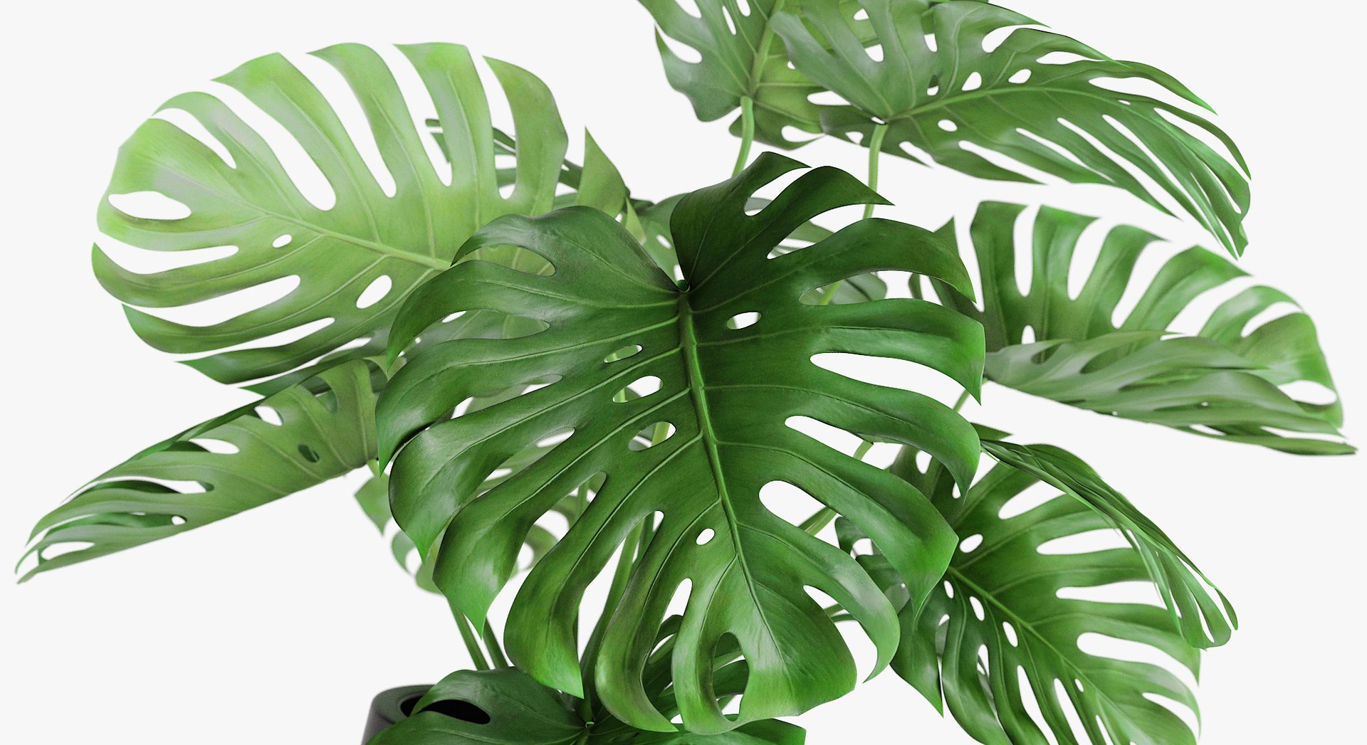 Monstera 3D Model - TurboSquid 1533139