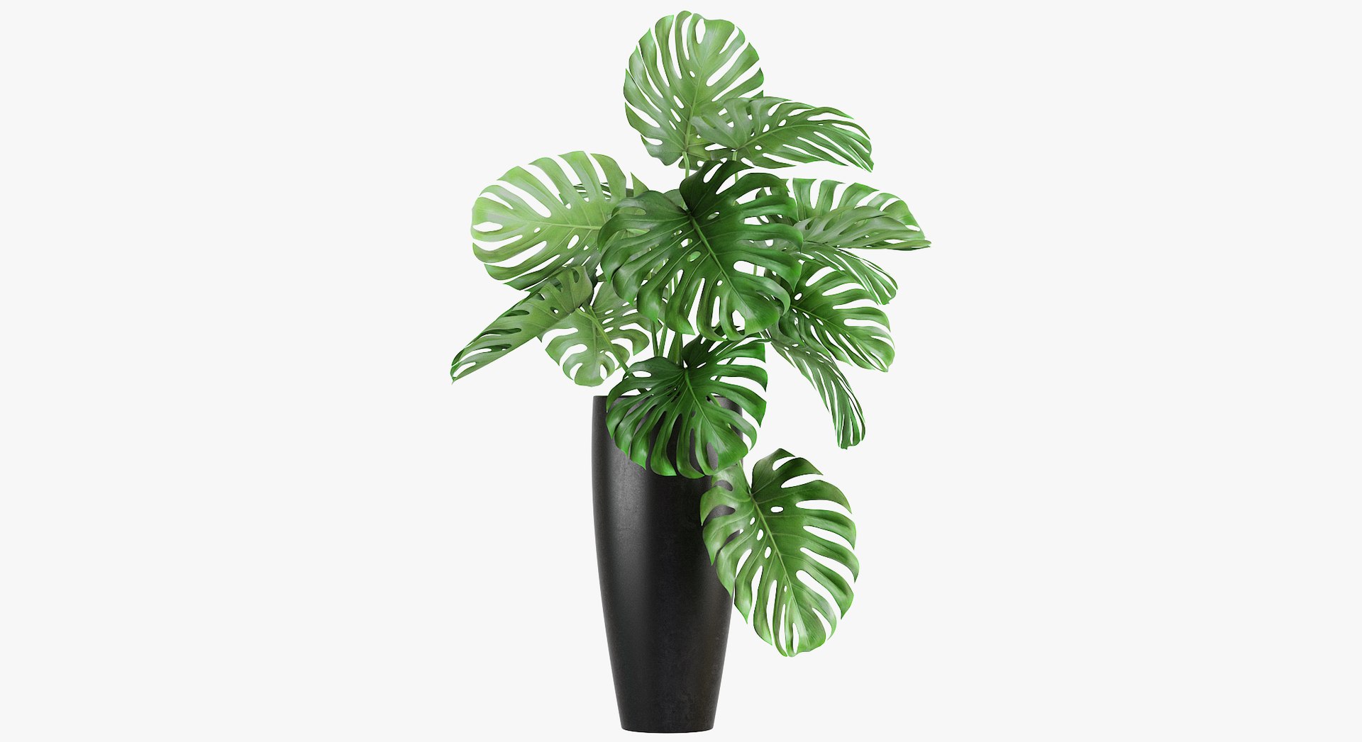 Monstera 3D Model - TurboSquid 1533139