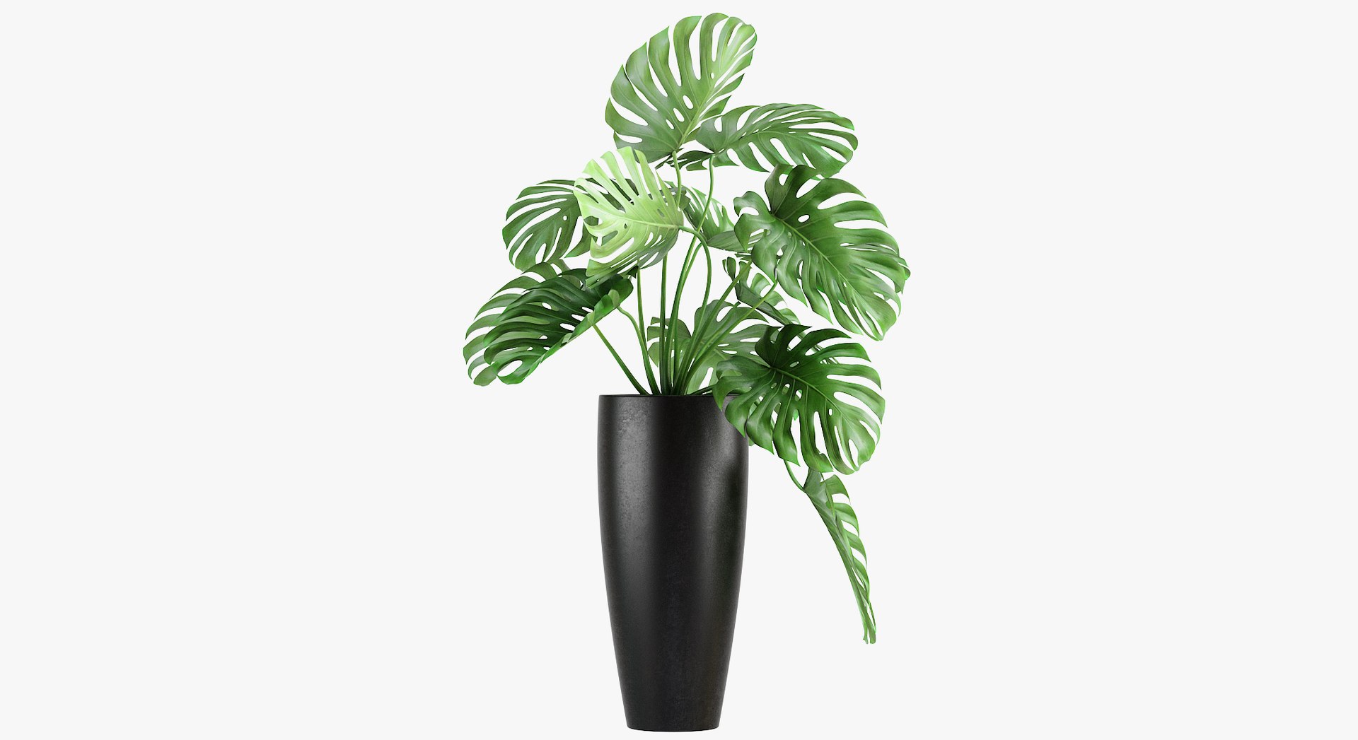 Monstera 3D Model - TurboSquid 1533139
