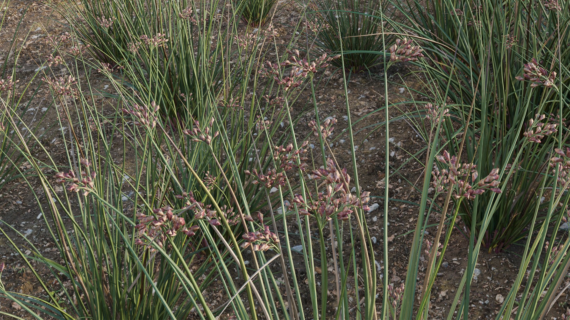 3D model Juncus effusus - Common Rush - TurboSquid 1979317