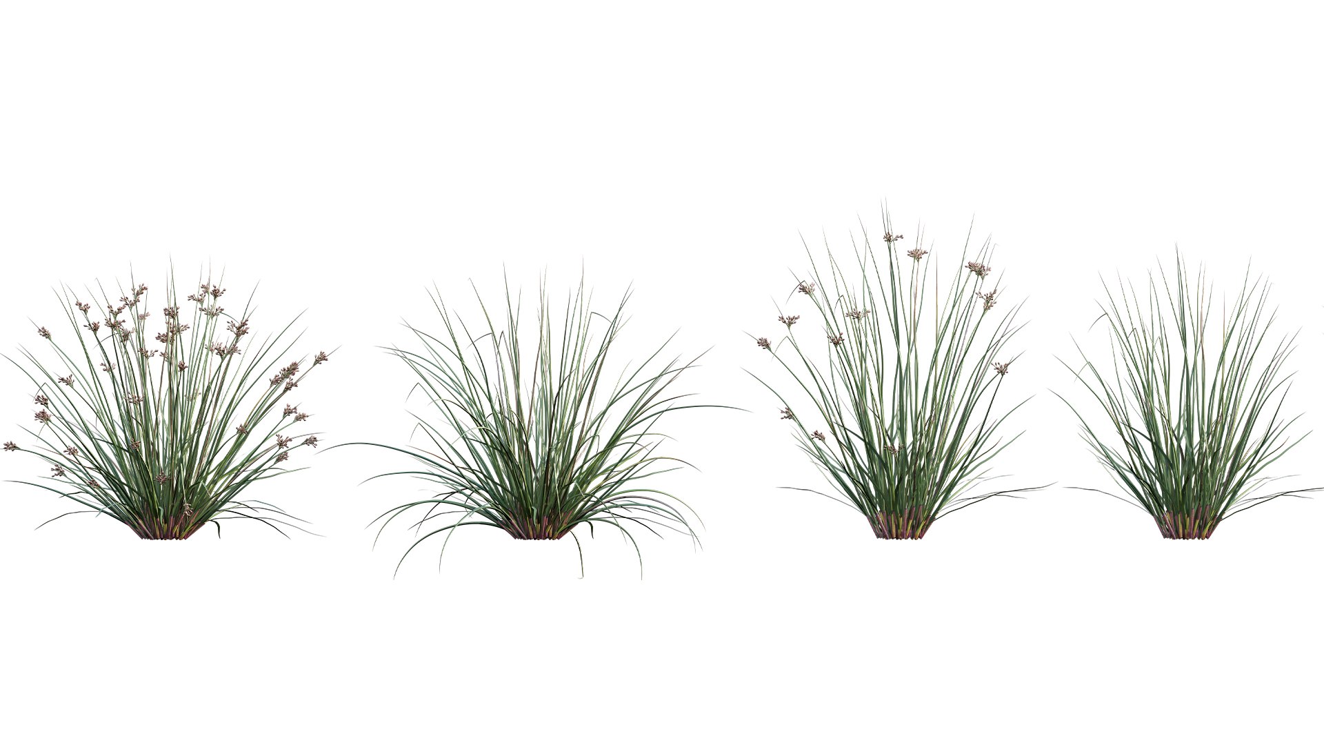 3D model Juncus effusus - Common Rush - TurboSquid 1979317