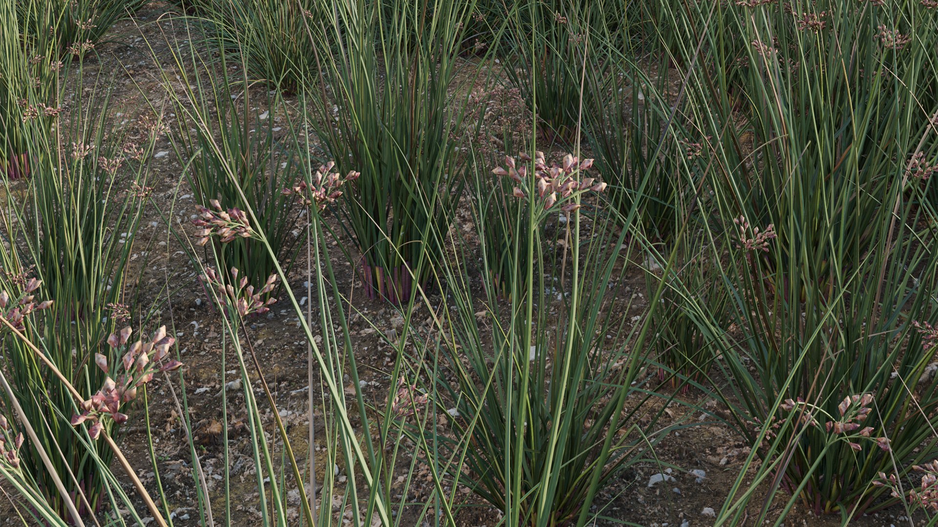3D model Juncus effusus - Common Rush - TurboSquid 1979317