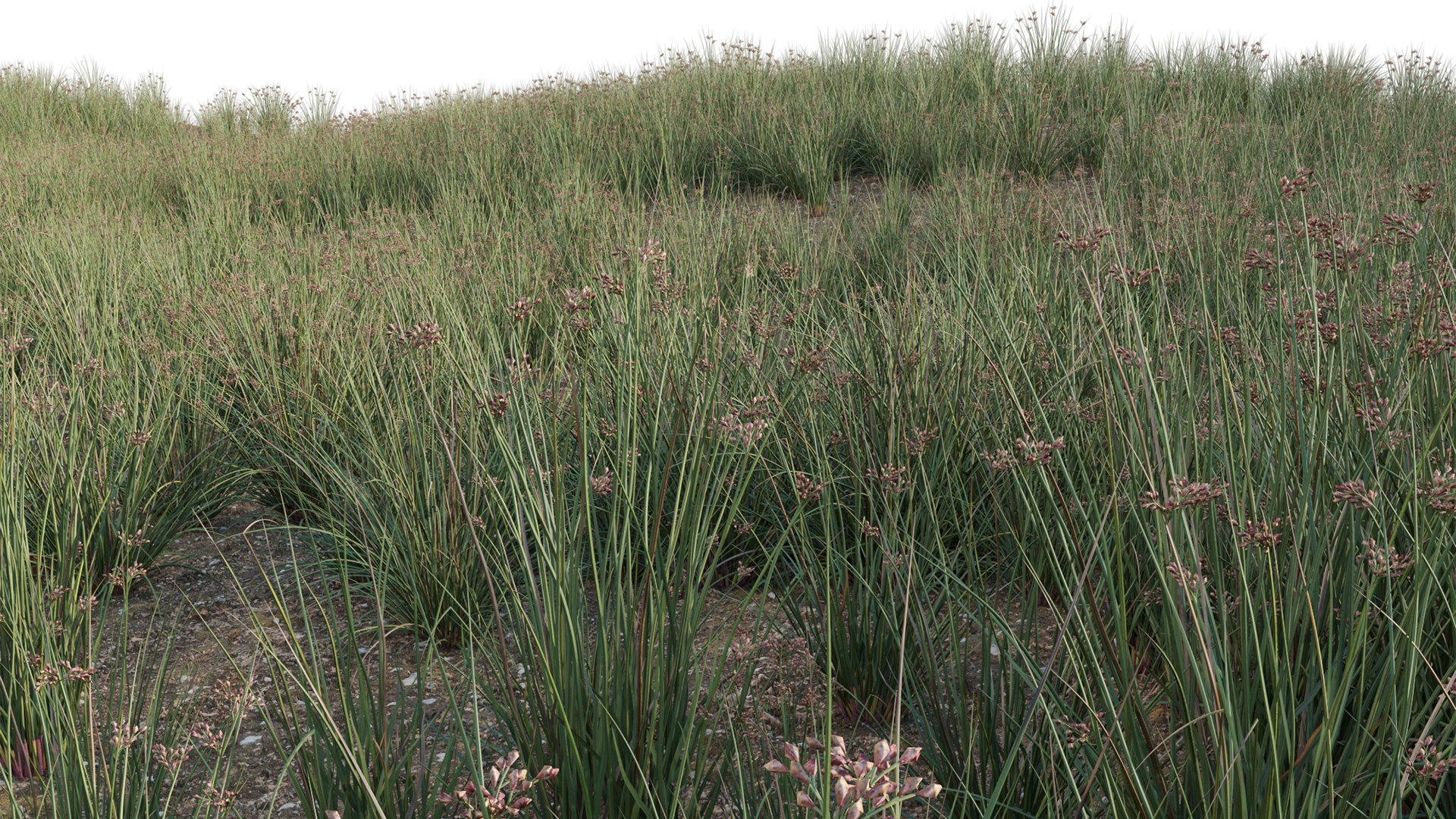 3D model Juncus effusus - Common Rush - TurboSquid 1979317