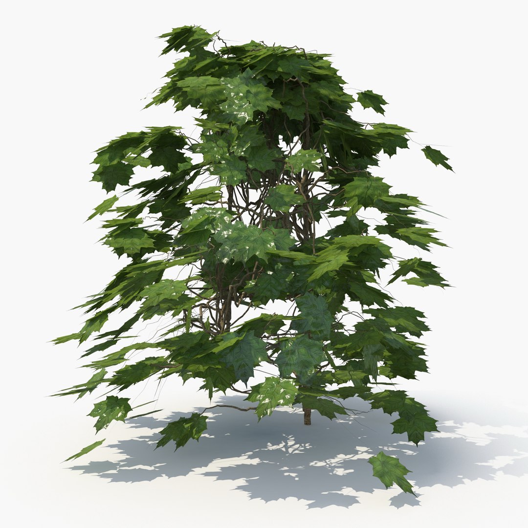 Realistic Ivy Plant 3D - TurboSquid 1151844