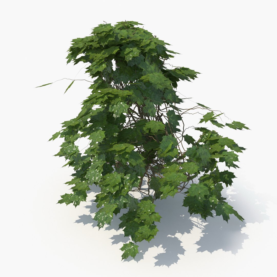 Realistic Ivy Plant 3D - TurboSquid 1151844