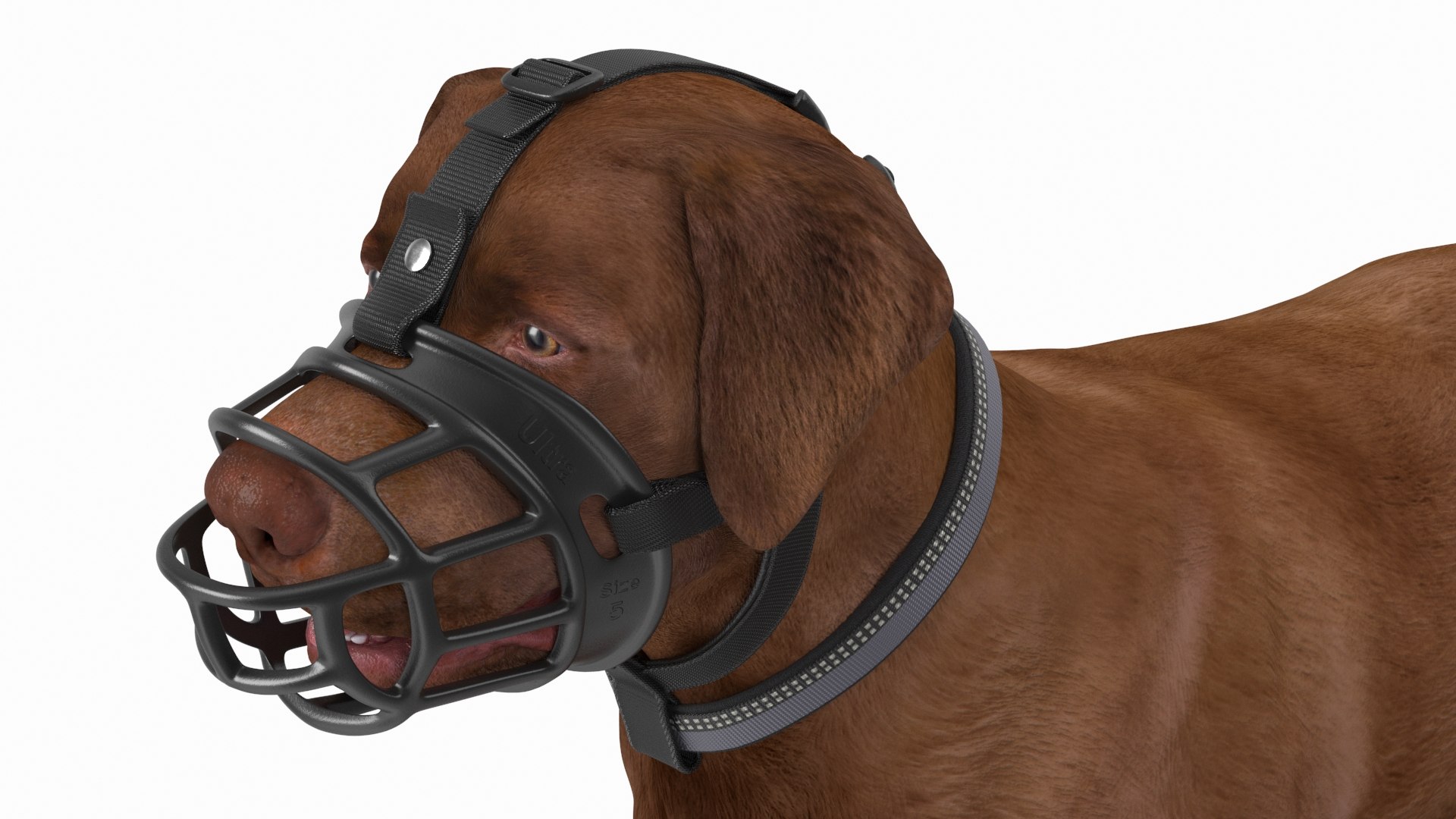 Brown Labrador Wearing Muzzle 3D Model - TurboSquid 2284100