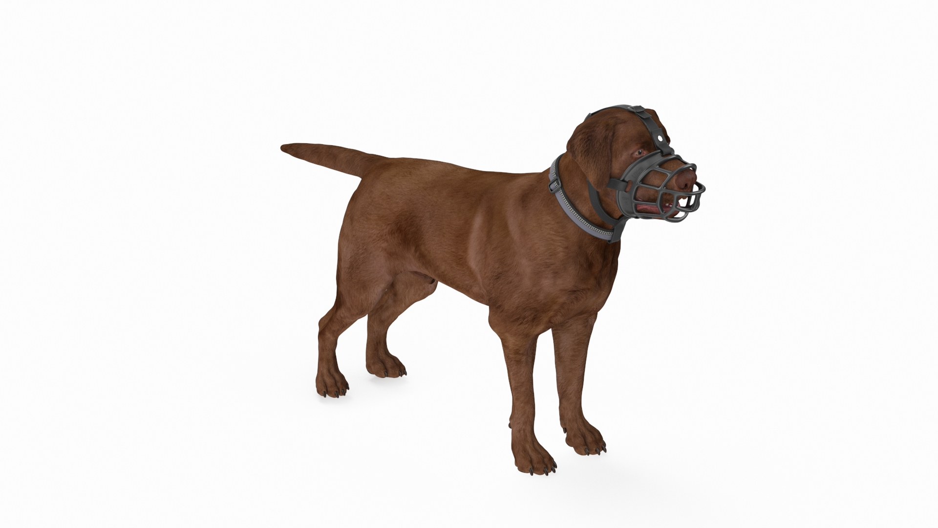 Brown Labrador Wearing Muzzle 3D Model - TurboSquid 2284100