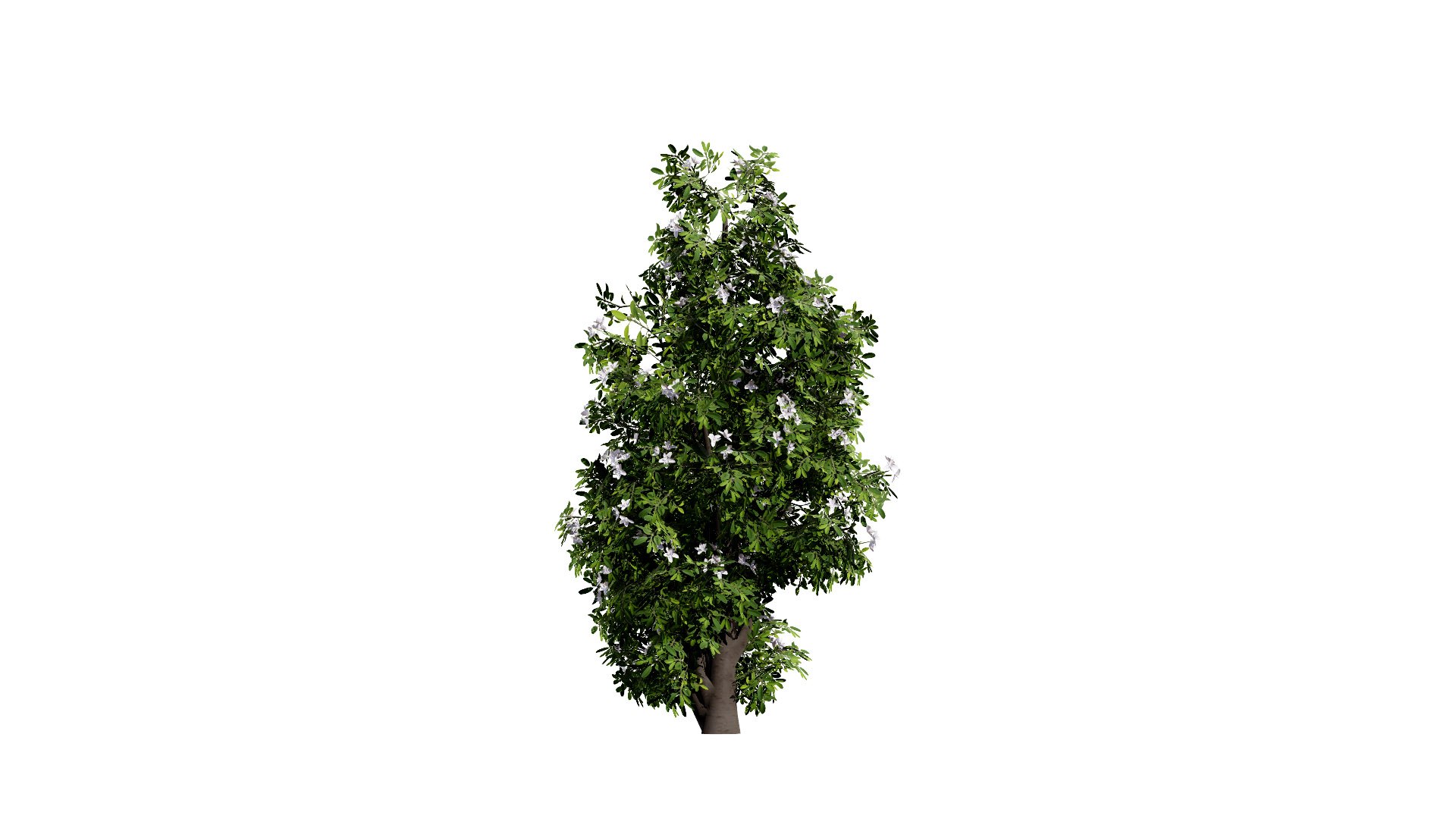 High-Detail Lemon Myrtle Tree 3D Asset 3D Model - TurboSquid 2356663