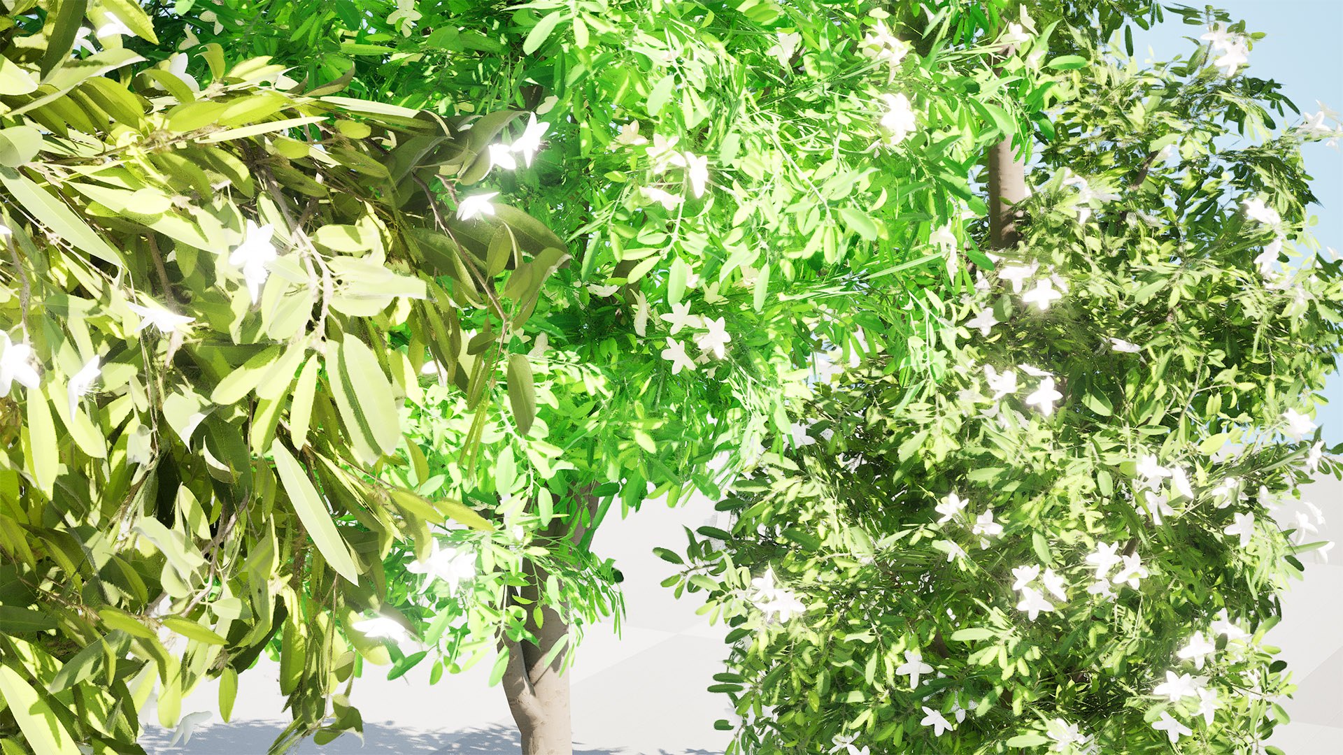 High-Detail Lemon Myrtle Tree 3D Asset 3D Model - TurboSquid 2356663