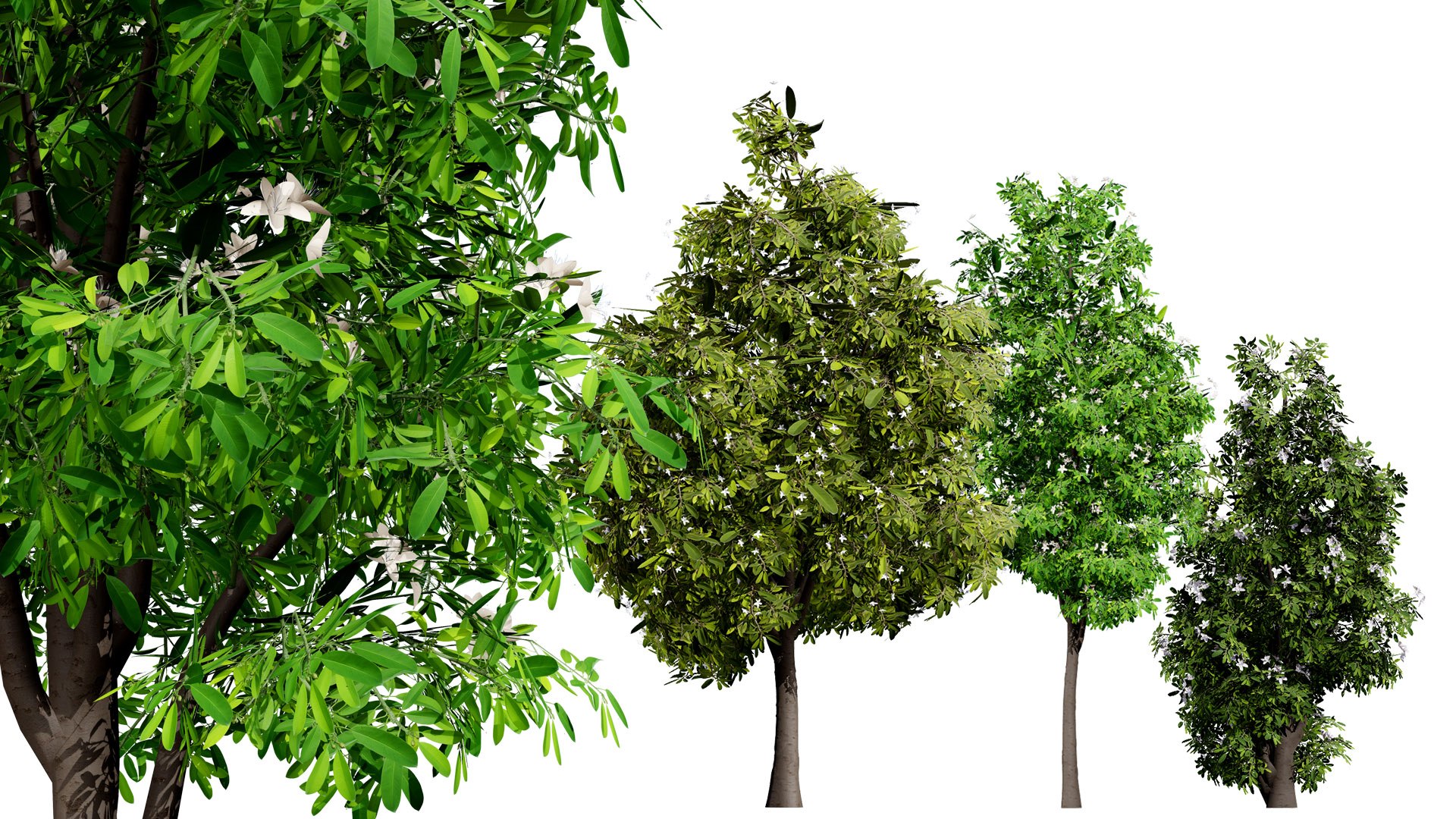High-Detail Lemon Myrtle Tree 3D Asset 3D Model - TurboSquid 2356663