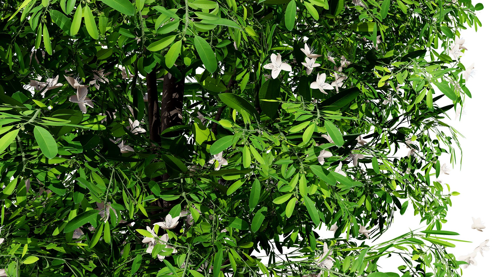 High-Detail Lemon Myrtle Tree 3D Asset 3D Model - TurboSquid 2356663