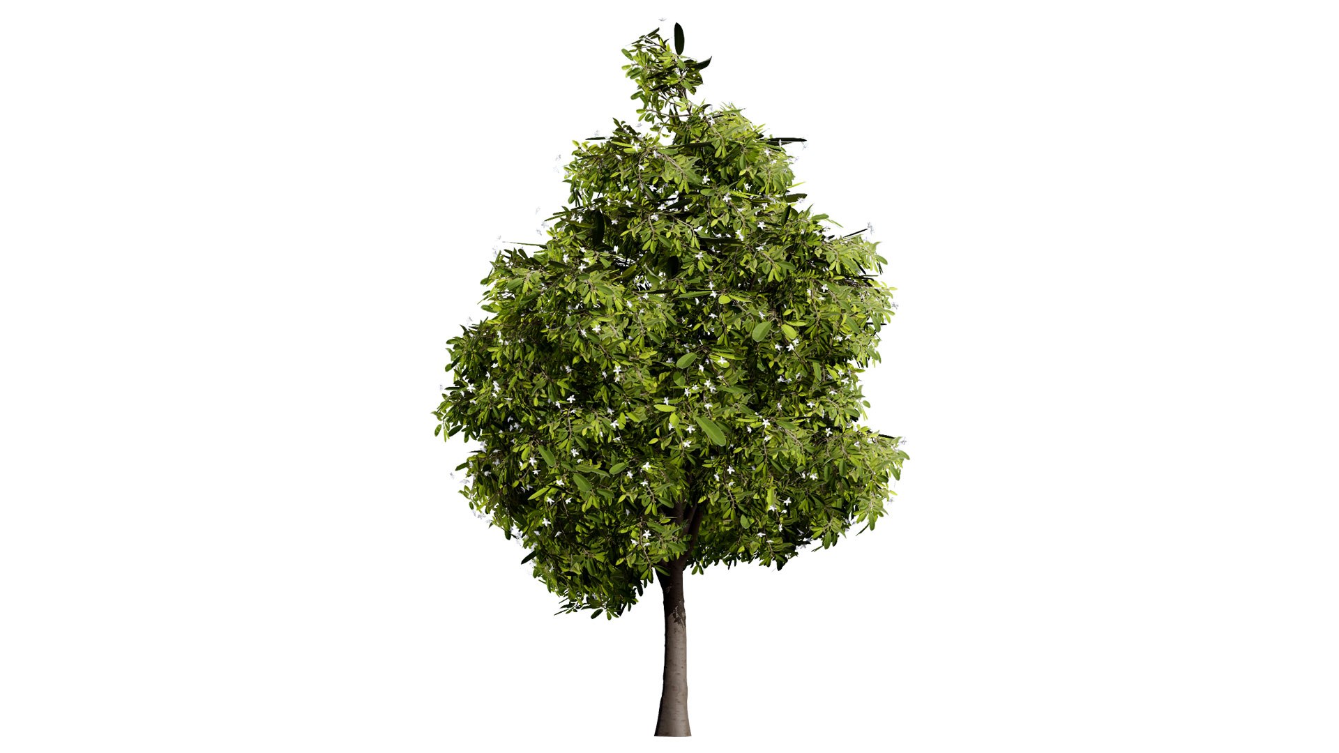 High-Detail Lemon Myrtle Tree 3D Asset 3D Model - TurboSquid 2356663