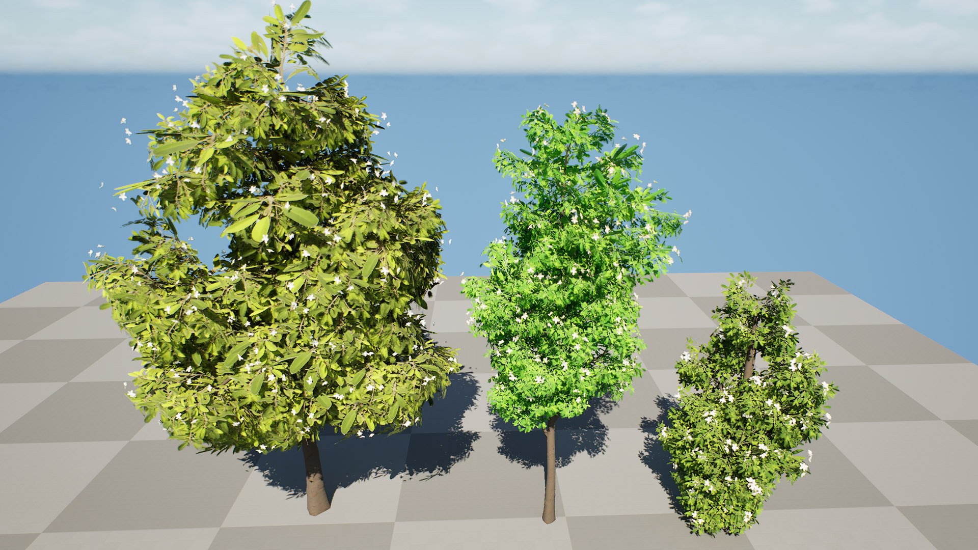 High-Detail Lemon Myrtle Tree 3D Asset 3D Model - TurboSquid 2356663