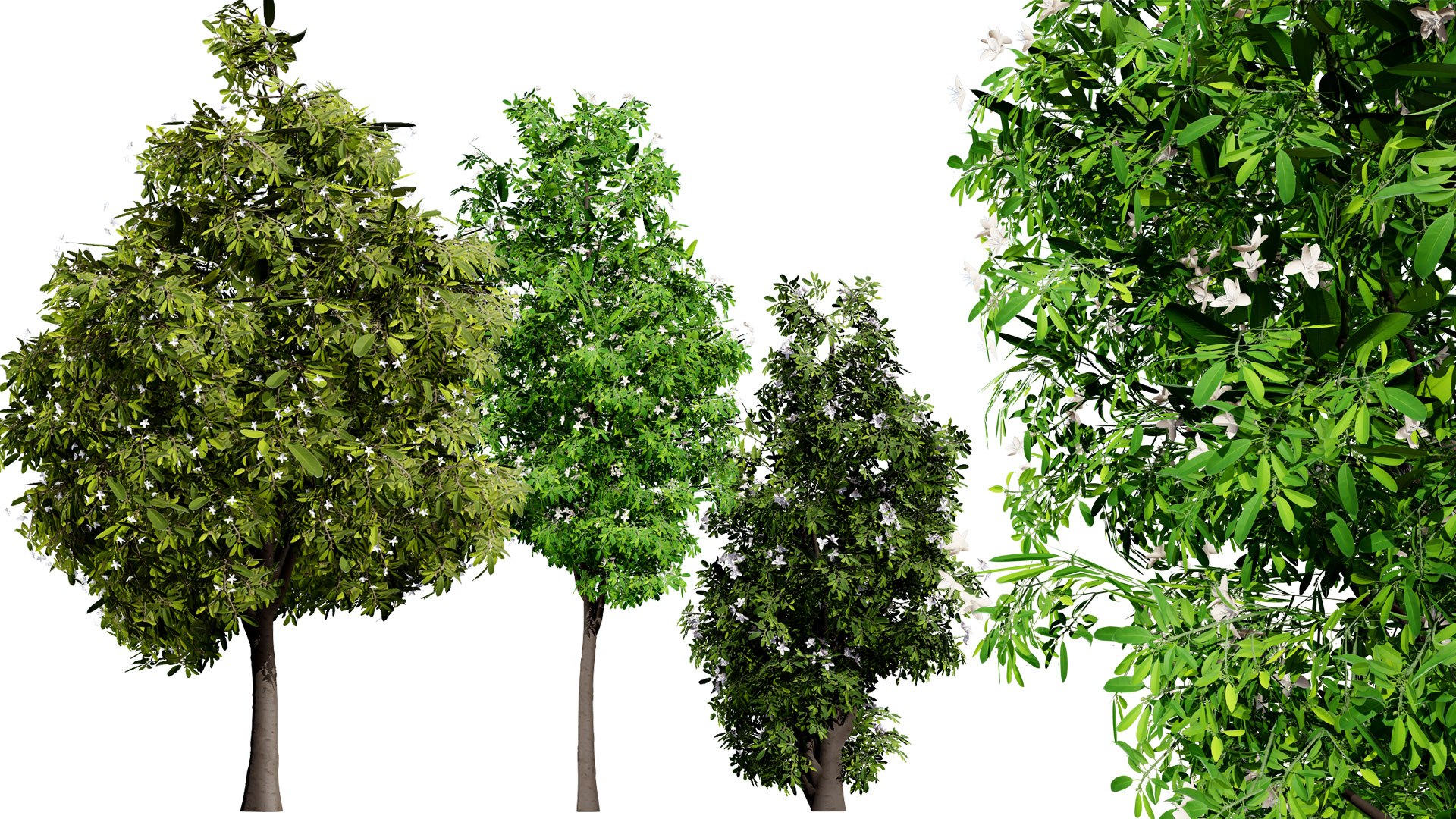High-Detail Lemon Myrtle Tree 3D Asset 3D Model - TurboSquid 2356663