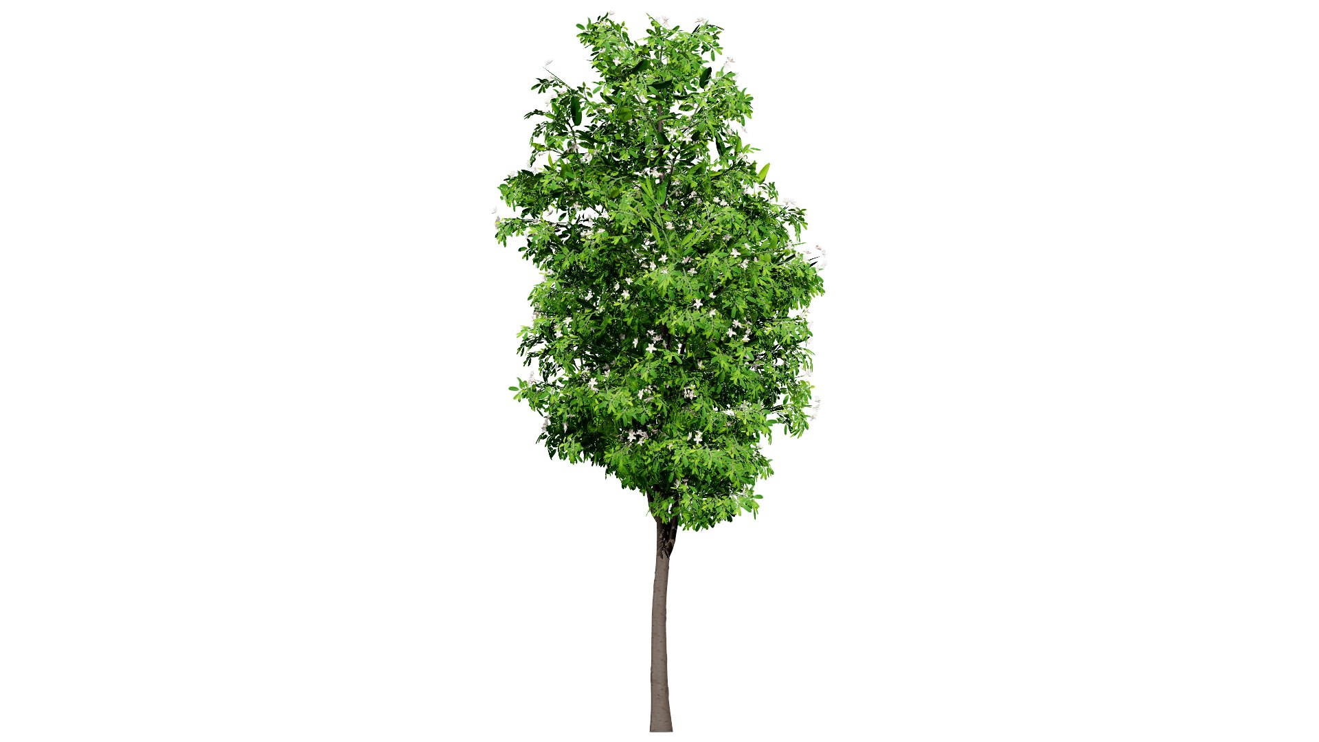 High-Detail Lemon Myrtle Tree 3D Asset 3D Model - TurboSquid 2356663