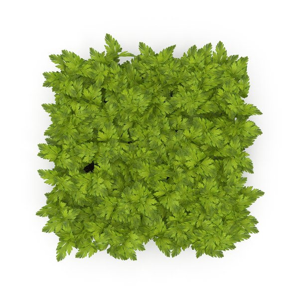 Celery 3D Models for Download | TurboSquid