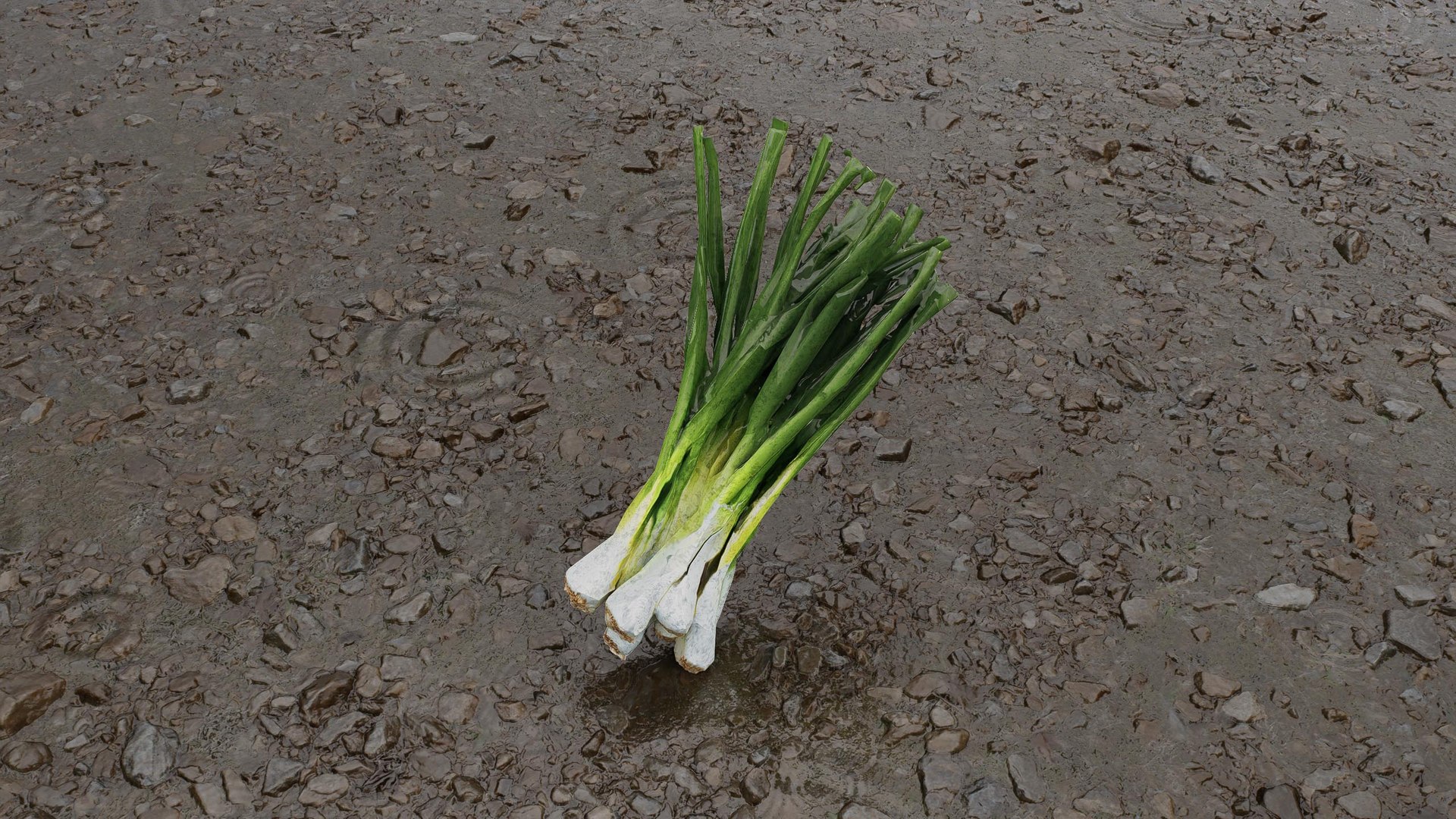 3D Scallion Model - TurboSquid 2389098