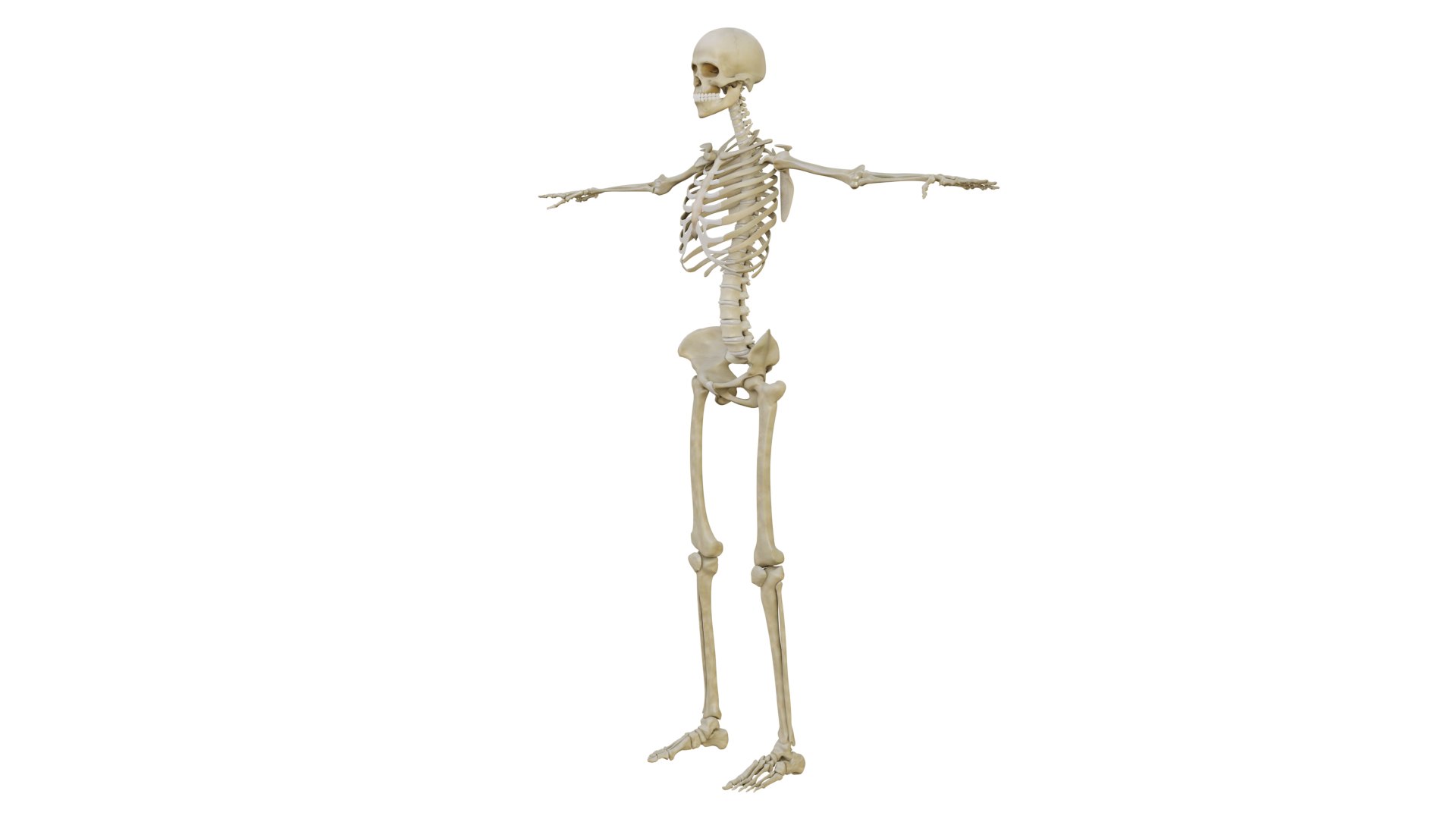 3D Female Anatomy Complete Model - TurboSquid 2117352