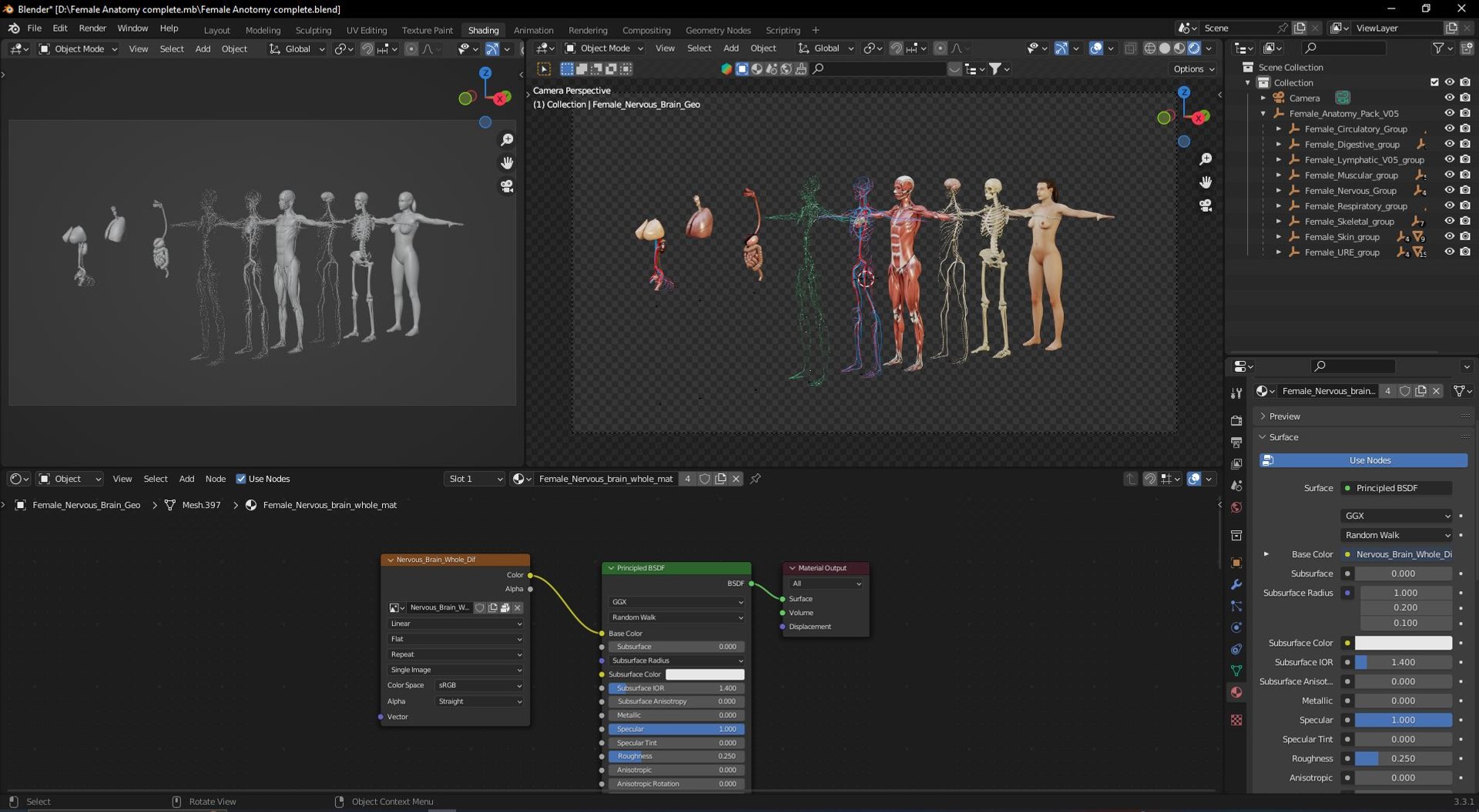 3D Female Anatomy Complete Model - TurboSquid 2117352