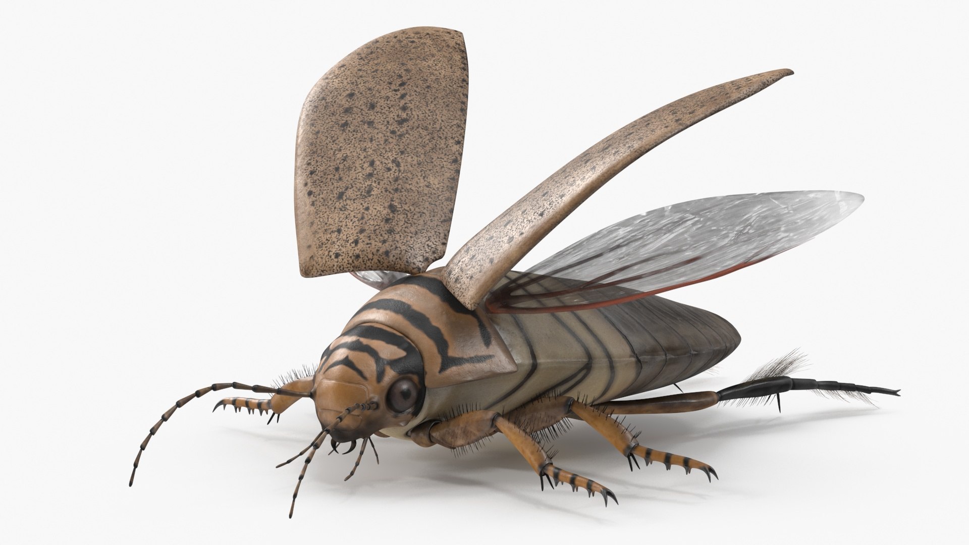 3D Model Insect Water Beetle Beige Rigged - TurboSquid 2250653