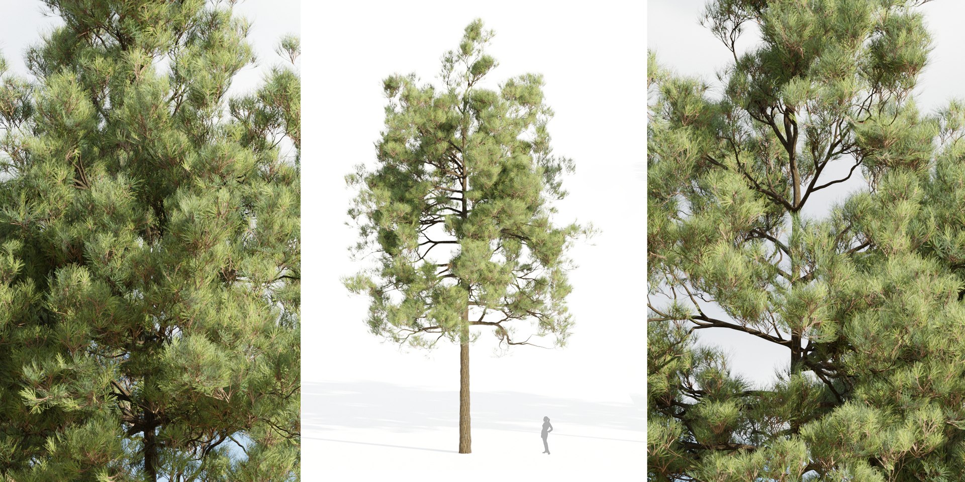 3D Pine Trees Collection Vol 51-Blender Model - TurboSquid 2117624