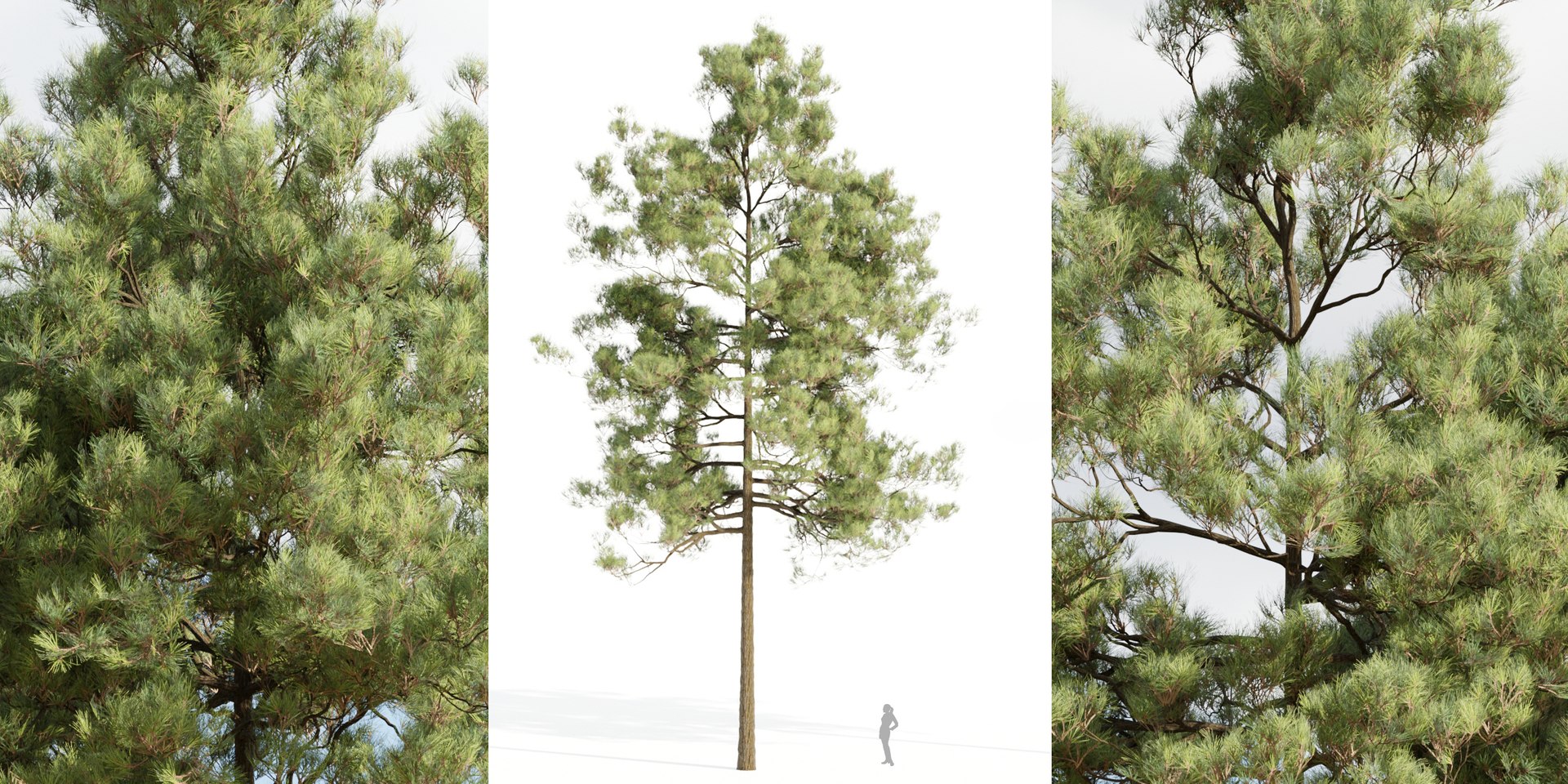 3D pine trees collection vol 51-Blender model - TurboSquid 2117624