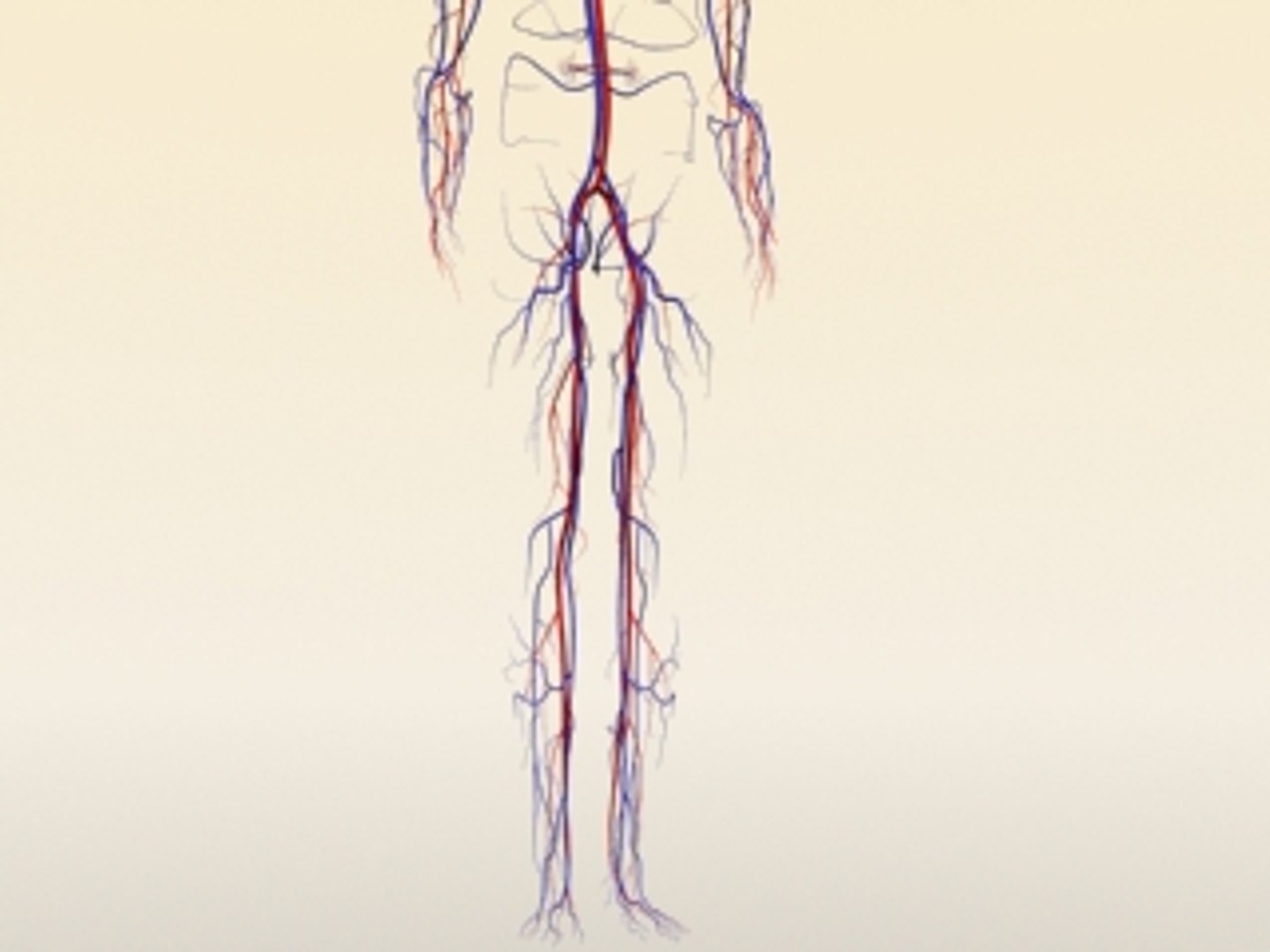 3d Blood Circulation Heart Model