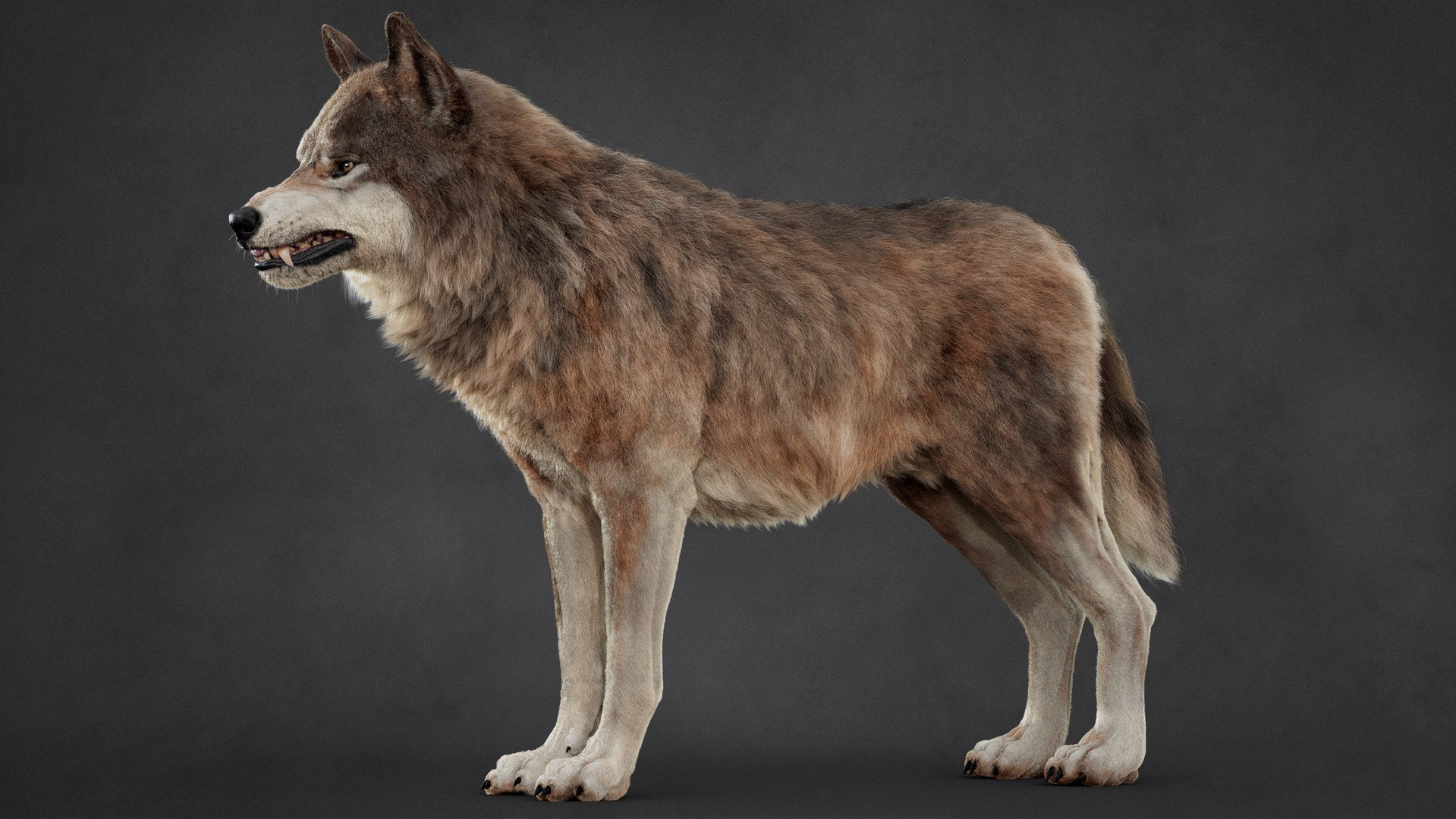 3D Wolf Pack Rig XGEN-CORE - TurboSquid 2457156